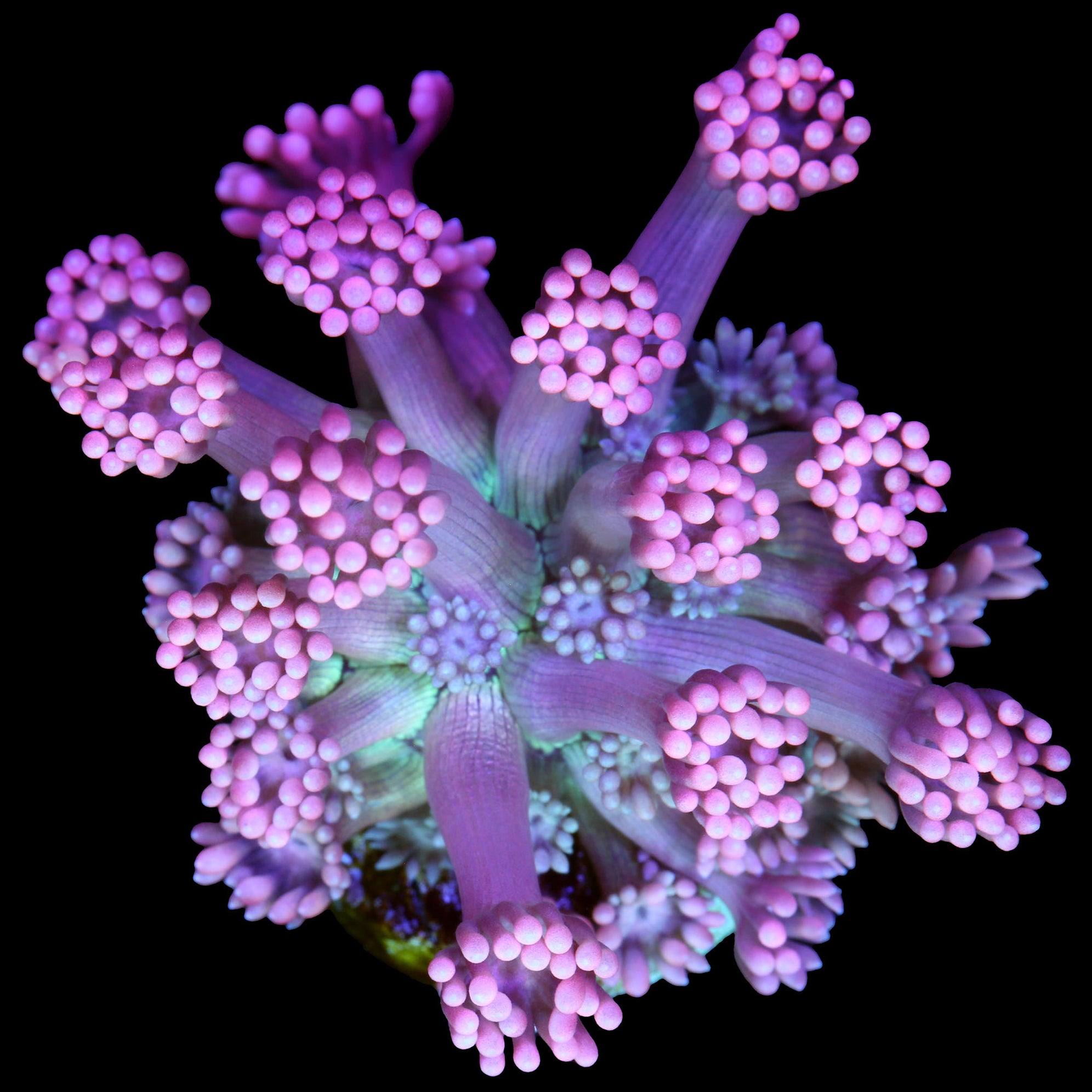 Buy Live Coral for Sale | Rare Coral | Sale Corals | Vivid Aquariums Page 9