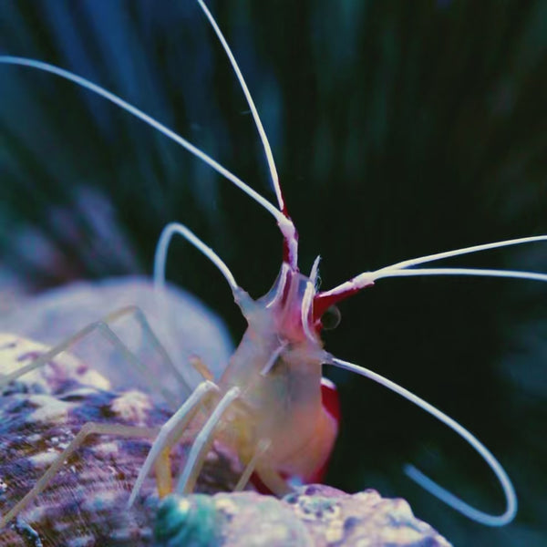 Live Aquarium Shrimp for Sale | Buy Live Shrimp Online - Vivid Aquariums