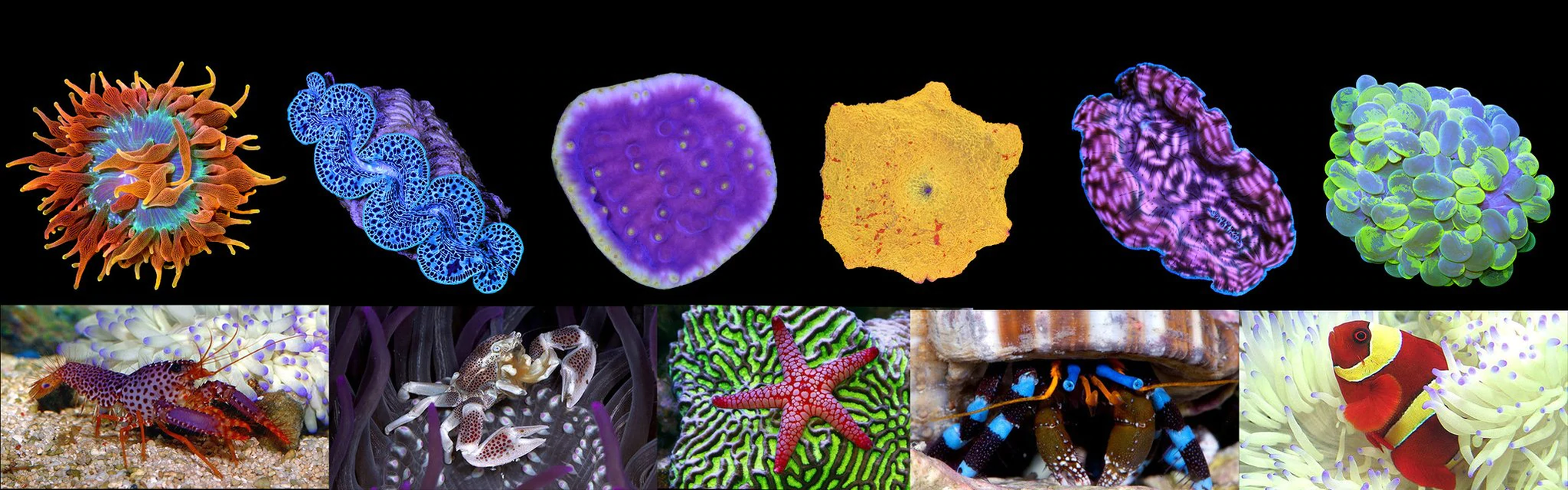 Vivid Aquariums | Trusted Reef Coral Store – Shop WYSIWYG & Live Coral