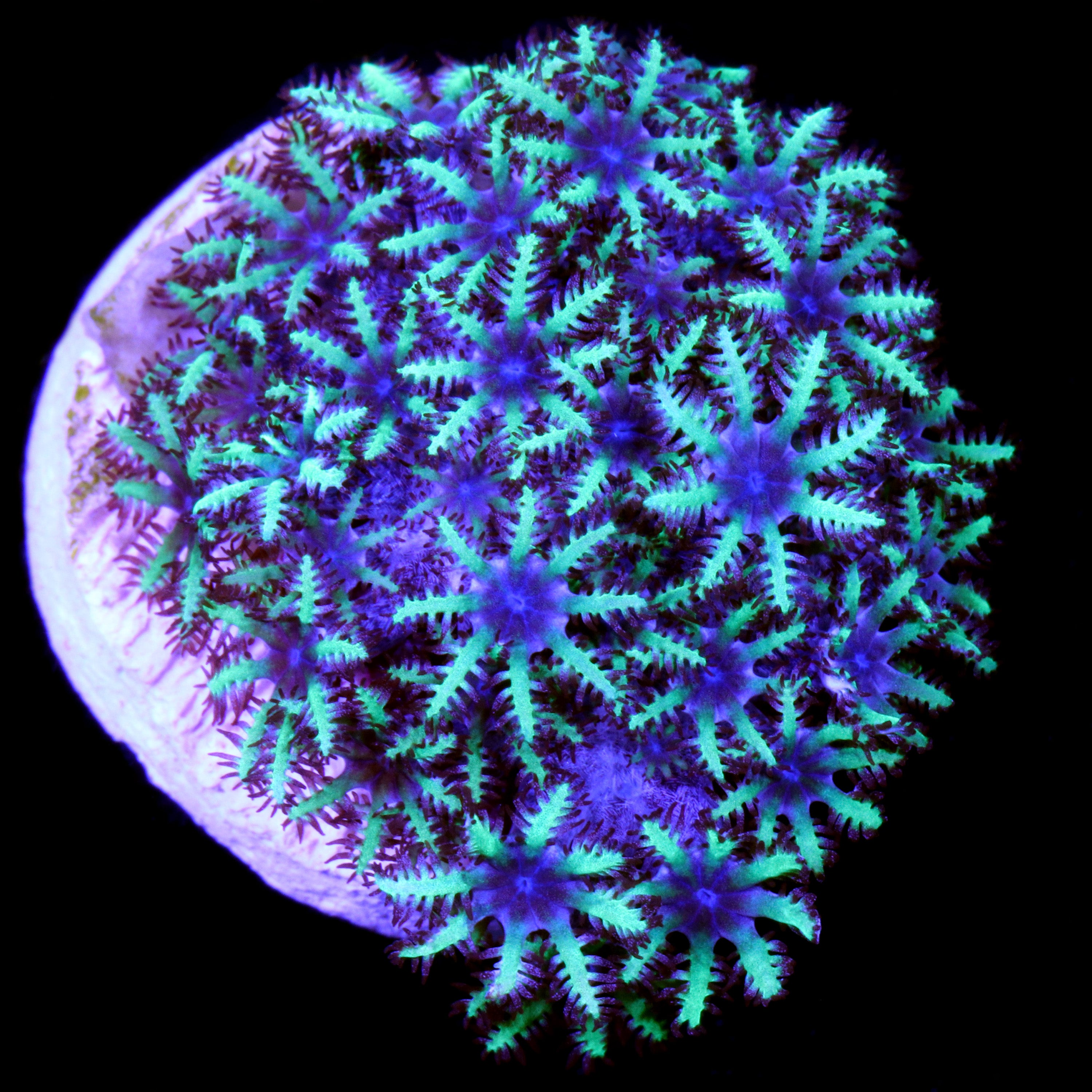 Buy Live Coral for Sale | Rare Coral | Sale Corals | Vivid Aquariums