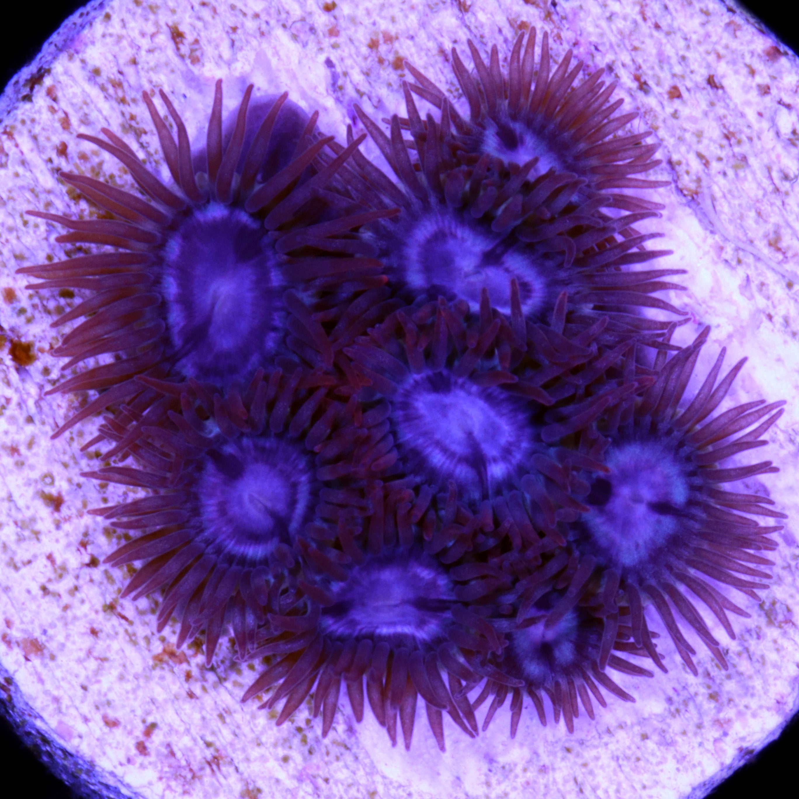 Zoanthids for Sale | Buy Zoanthids | Live Coral | Rare Coral | Coral ...