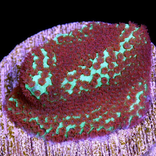 montipora tuberculosa - Vivid Aquariums