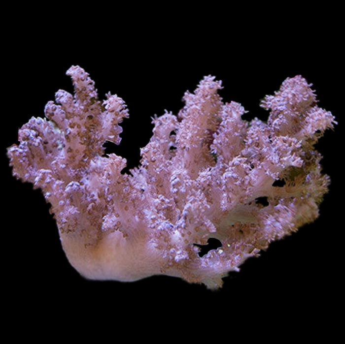 Colt Coral Placement