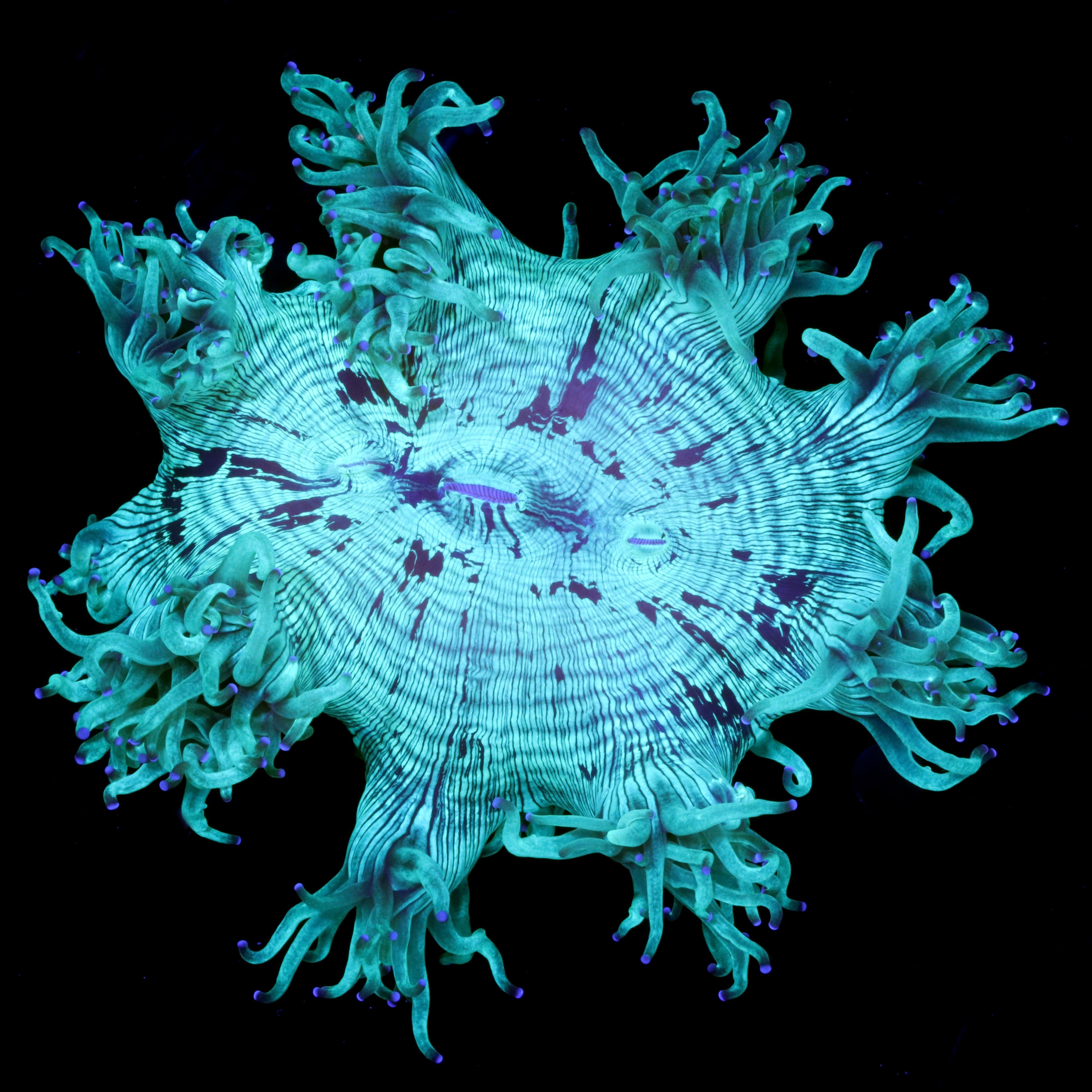 Buy Australian Elegance Coral | Live Coral for Sale - Vivid Aquariums