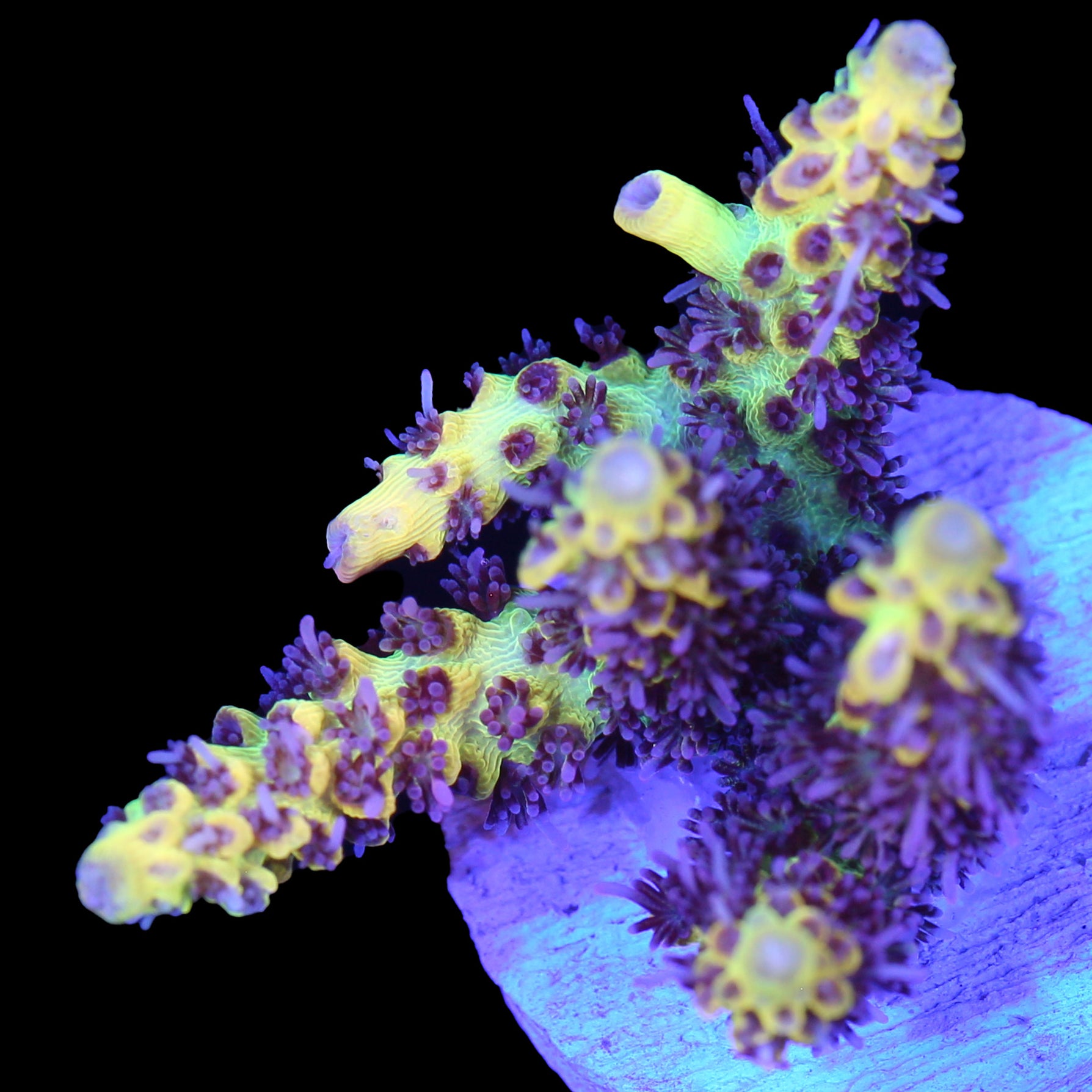 Buy Live Coral for Sale | Rare Coral | Sale Corals | Vivid Aquariums Page 7