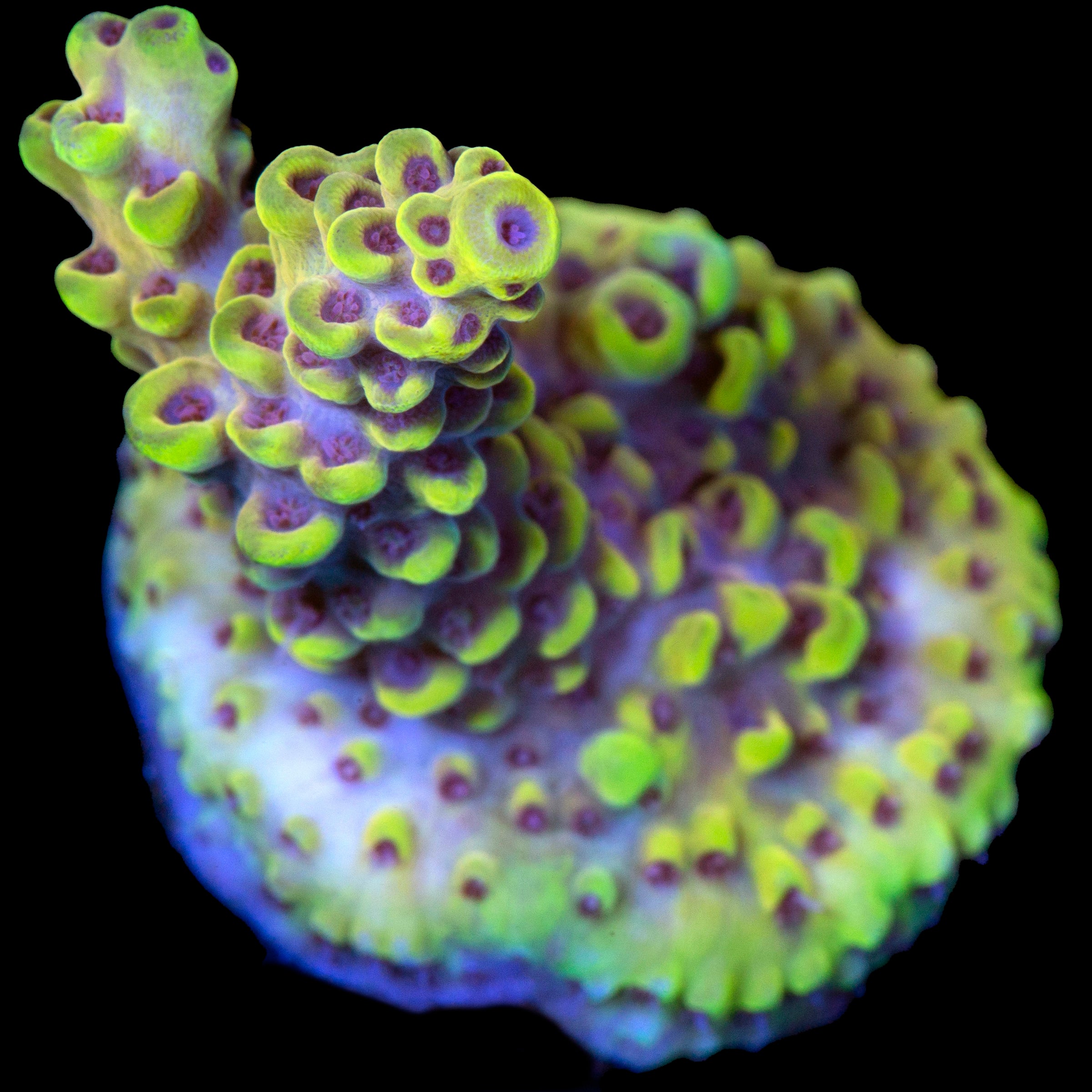 Acropora Coral for Sale | Buy Live Coral for Sale | Rare Coral | Sale ...