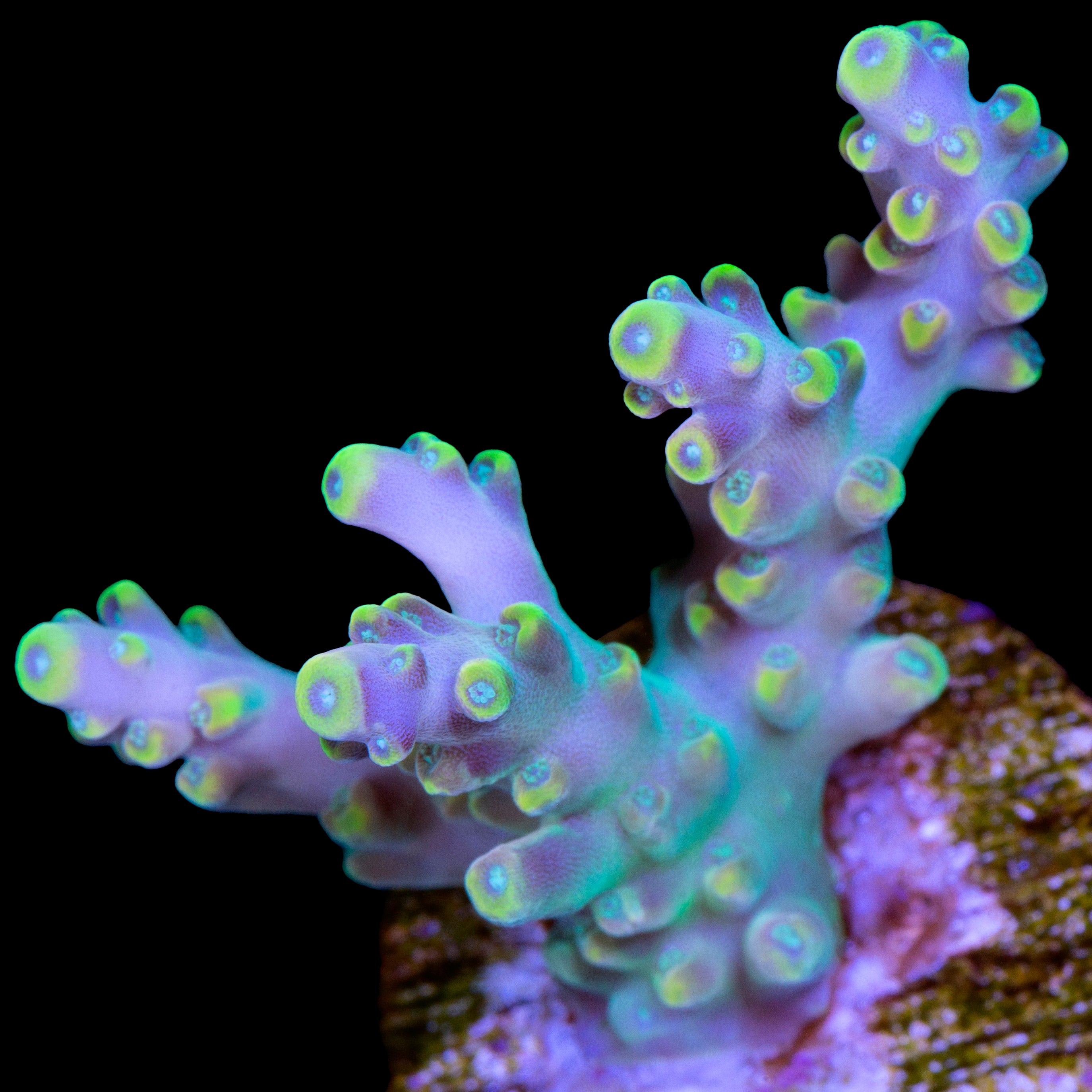 Acropora Coral for Sale | Buy Live Coral for Sale | Rare Coral | Sale ...