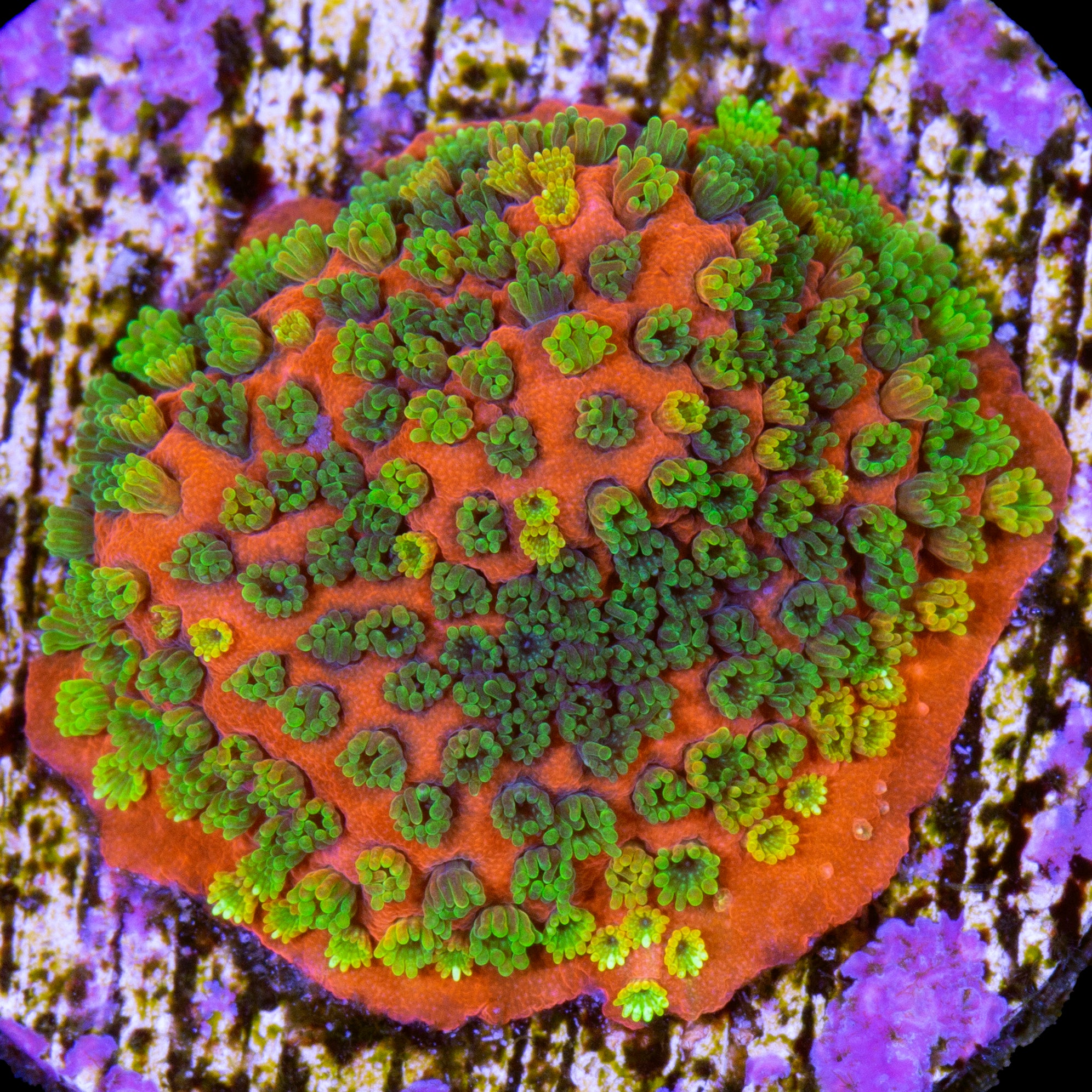 Montipora Corals for Sale | Buy Montipora Corals Online - Vivid Aquariums
