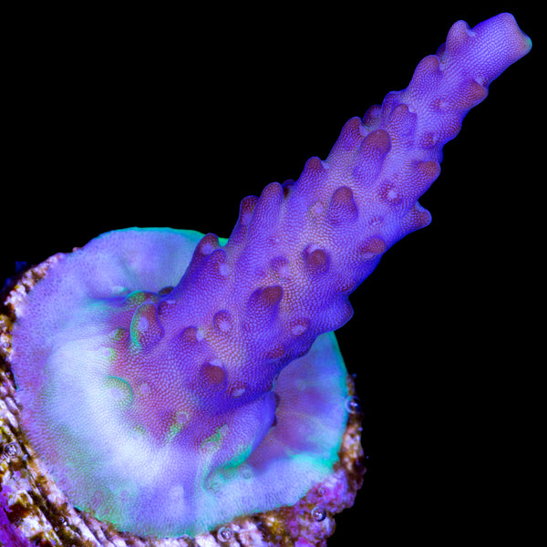 Purple Valida Acropora Coral | Buy Live Coral for Sale | Vivid Aquariums