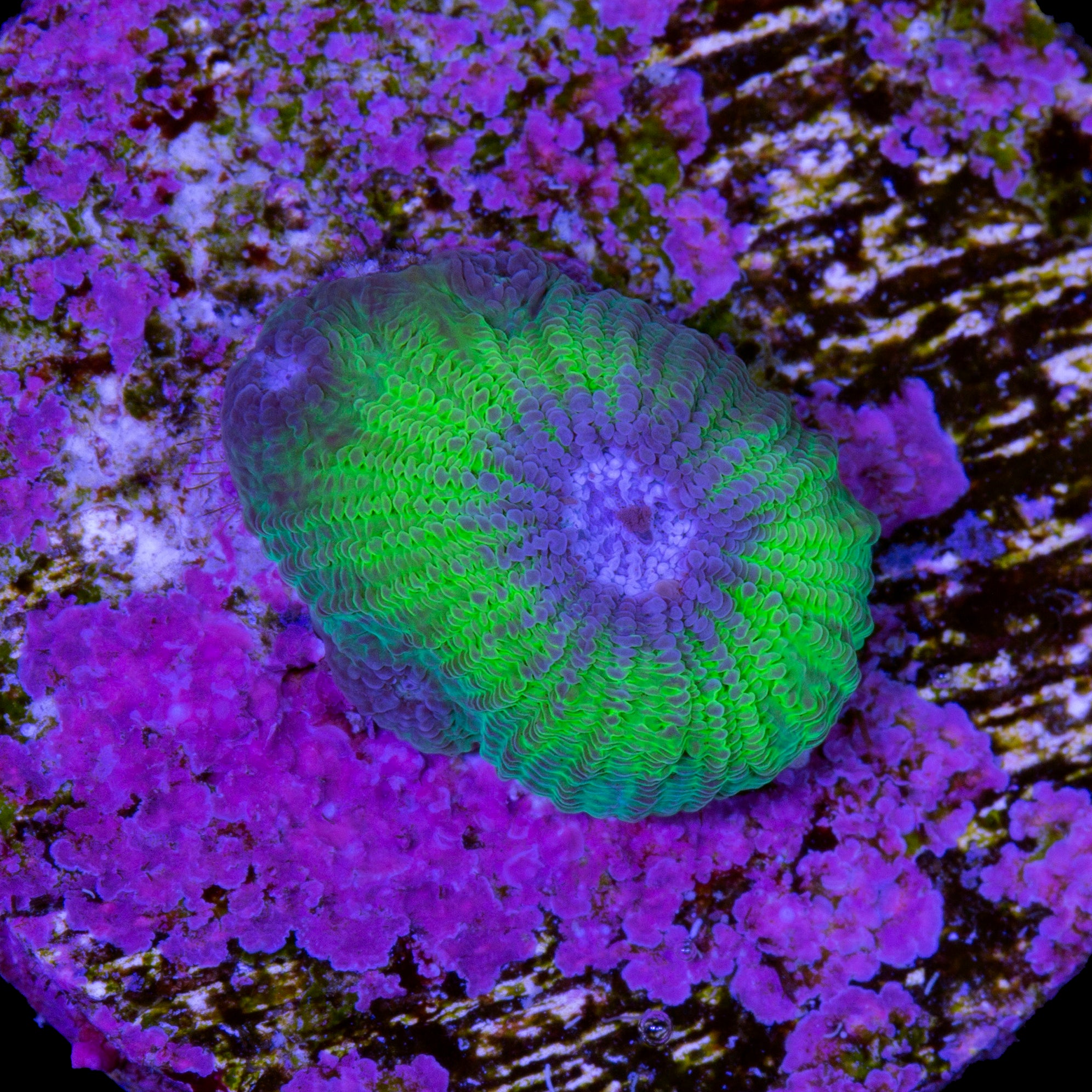 Buy Live Coral for Sale | Rare Coral | Sale Corals | Vivid Aquariums Page 7