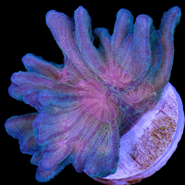 Space Invader Pectinia Coral | Buy Live Coral for Sale | Vivid Aquariums