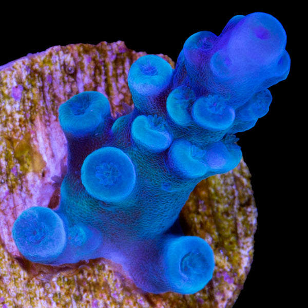 Oregon Blue Tort Acropora Coral - Vivid Aquariums