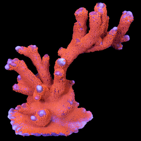 Orange Montipora Digitata Coral Colony - Vivid Aquariums