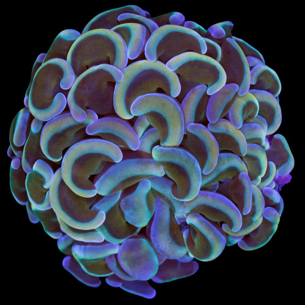 Rainbow Hammer Coral - Vivid Aquariums