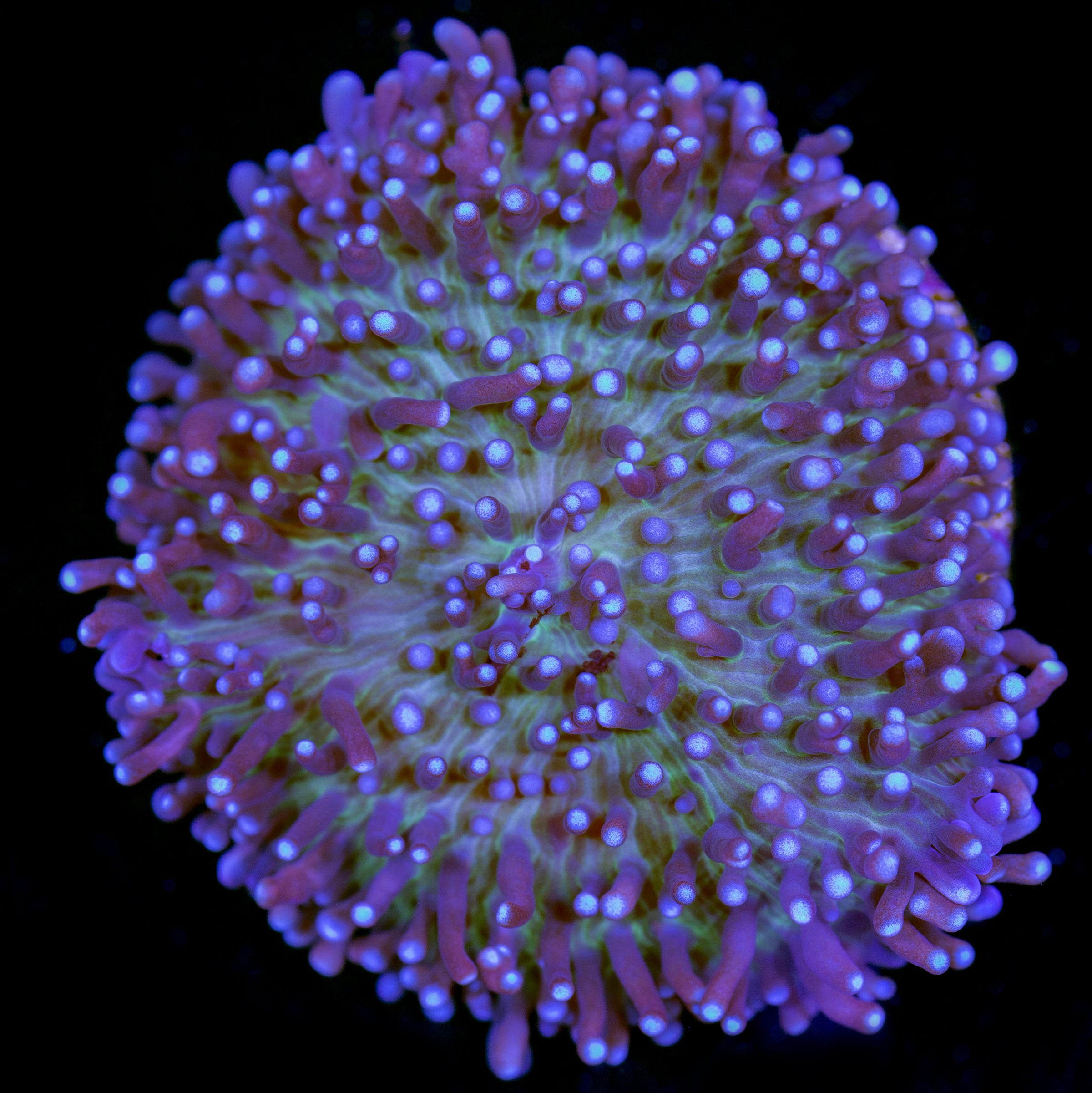 Buy Live Coral for Sale | Rare Coral | Sale Corals | Vivid Aquariums Page 4