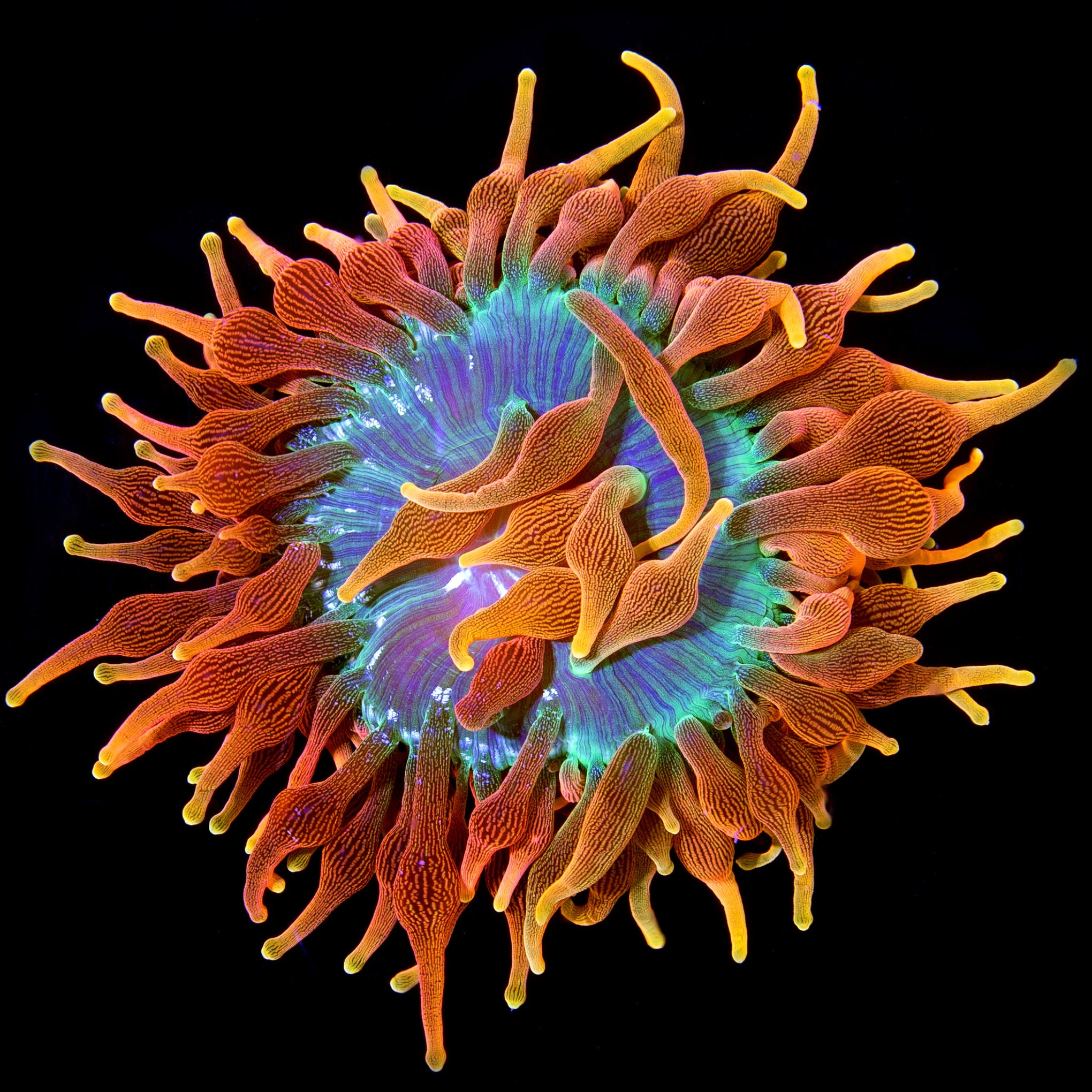 Sea Anemones for Sale | Live Coral | Rare Coral | Coral Sale | Vivid ...