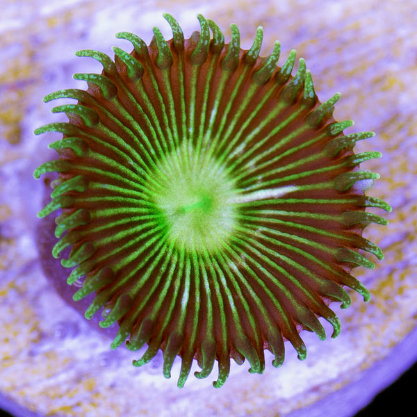Vivid's Super Green Palythoa - Vivid Aquariums