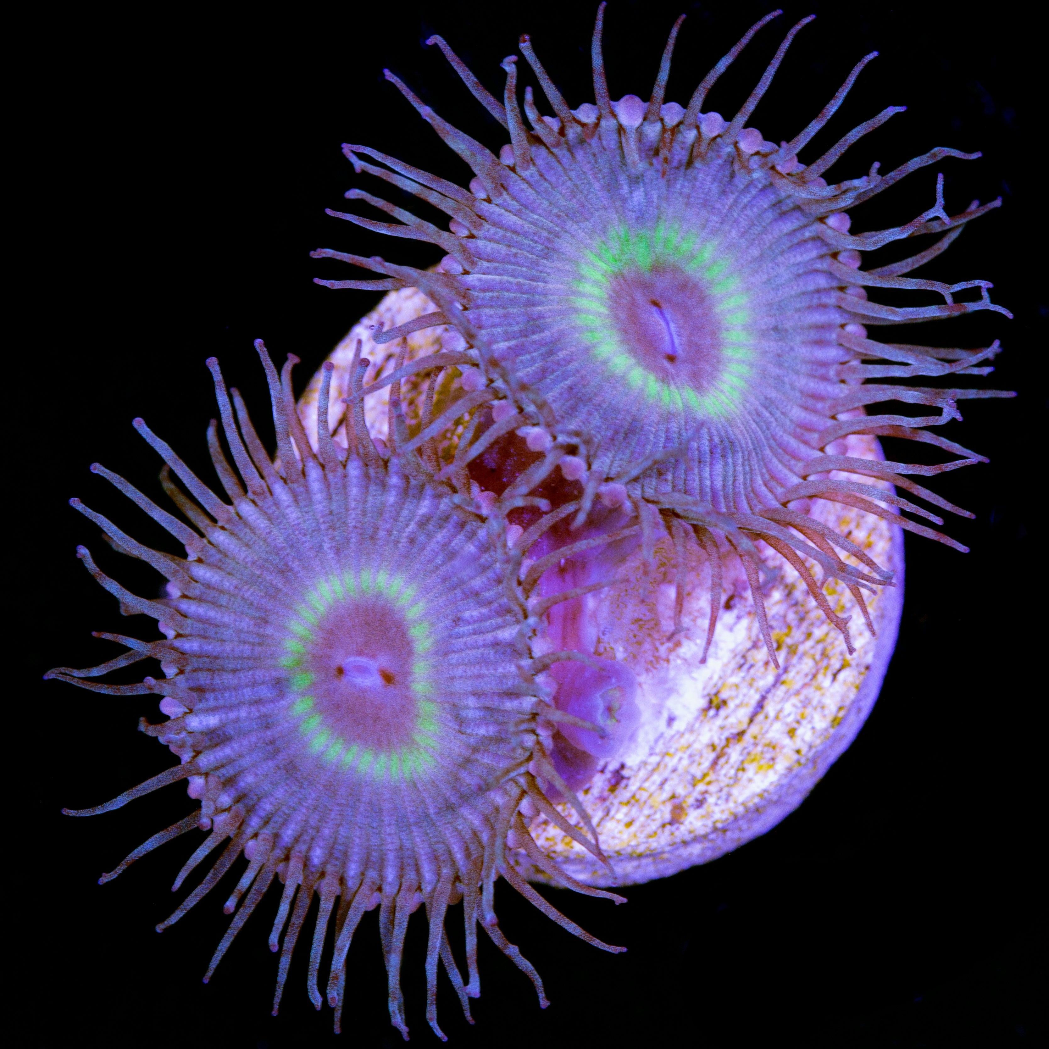 Zoanthids for Sale | Buy Zoanthids | Live Coral | Rare Coral | Coral ...