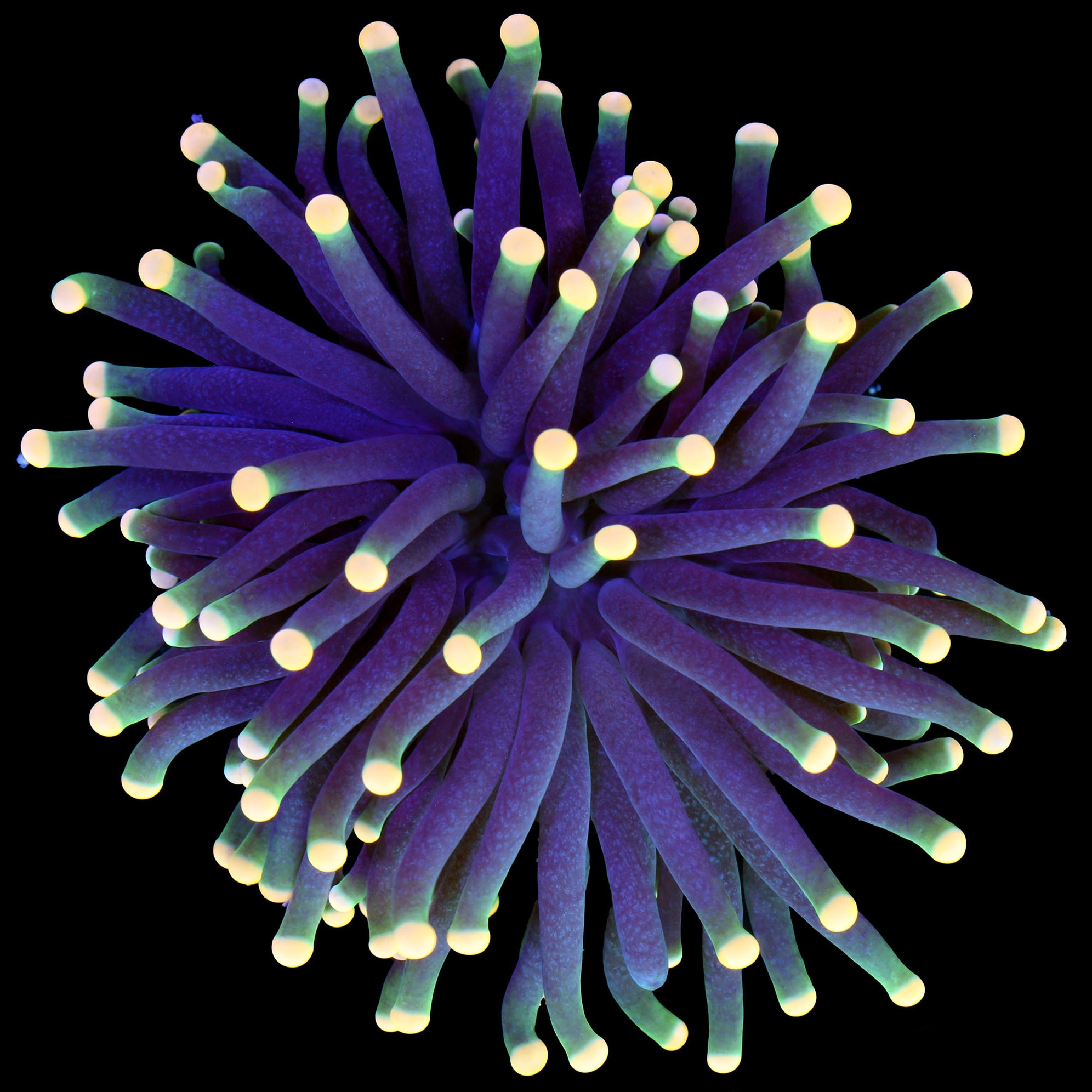 LPS Corals for Sale | Live Coral | Rare Coral | Coral Sale | Vivid ...