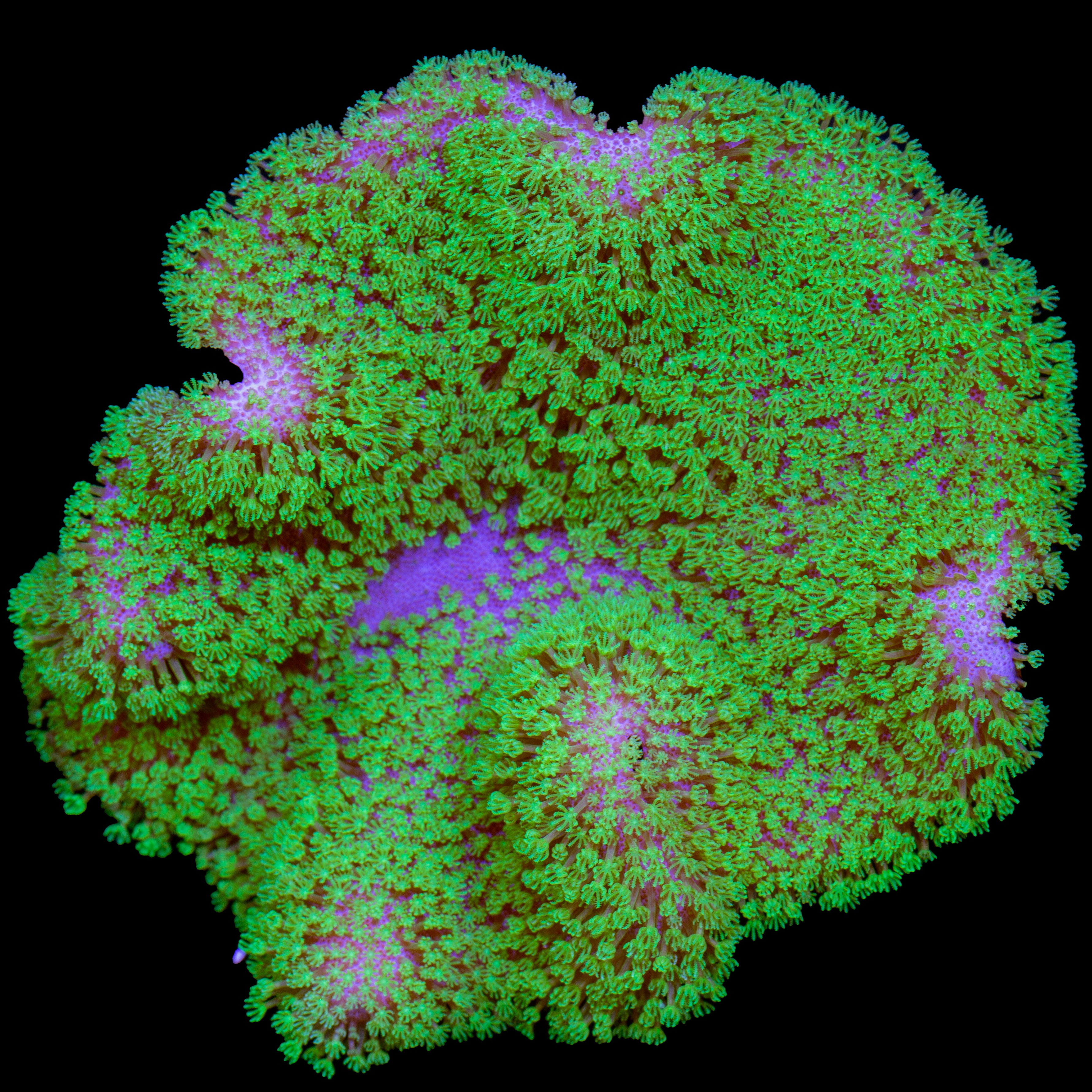 Green Polyp Toadstool Leather Coral | Buy Live Coral for Sale - Vivid ...