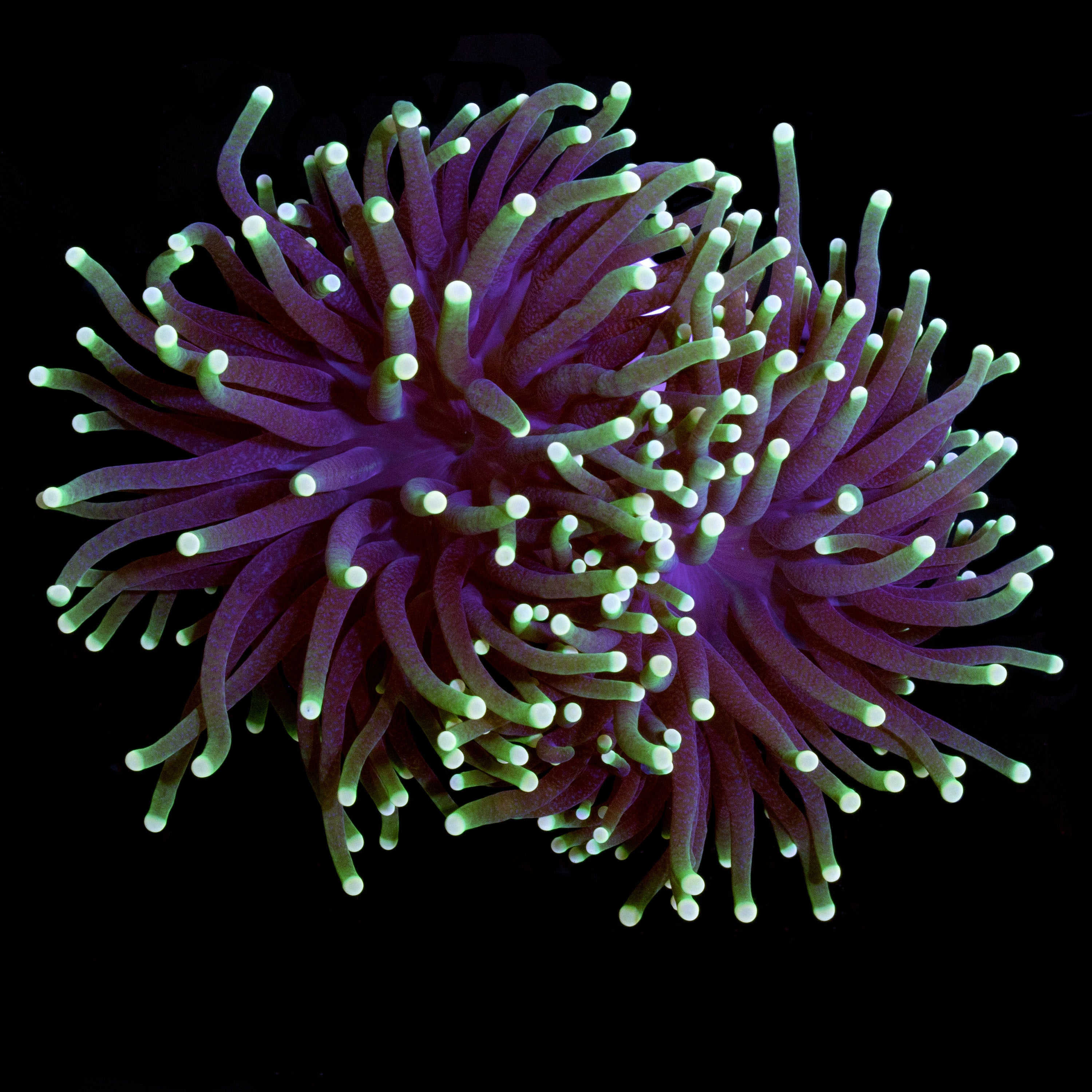 Vivid Aquariums Coral | Hundreds of WYSIWYG and Stock Corals for Sale