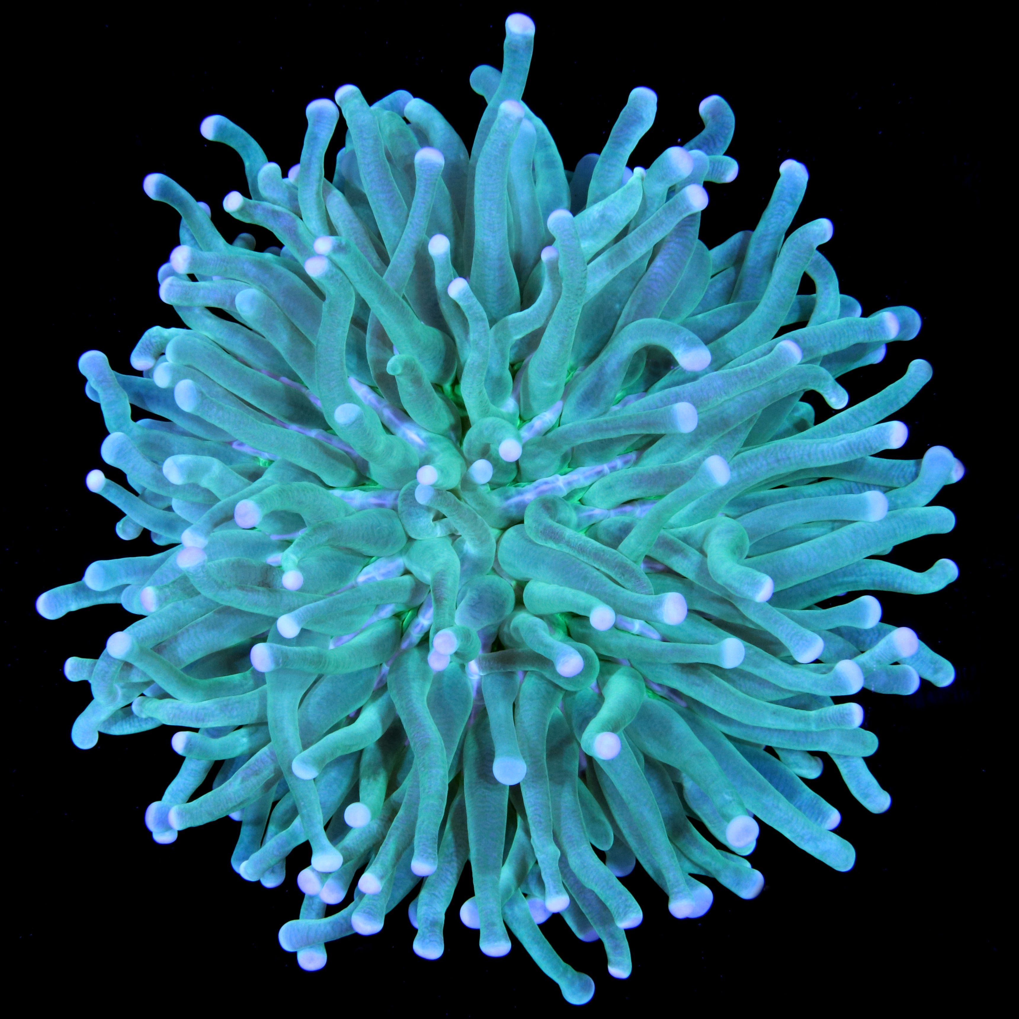 Buy Green Long Tentacle Plate Coral | Live Corals Sale - Vivid Aquariums