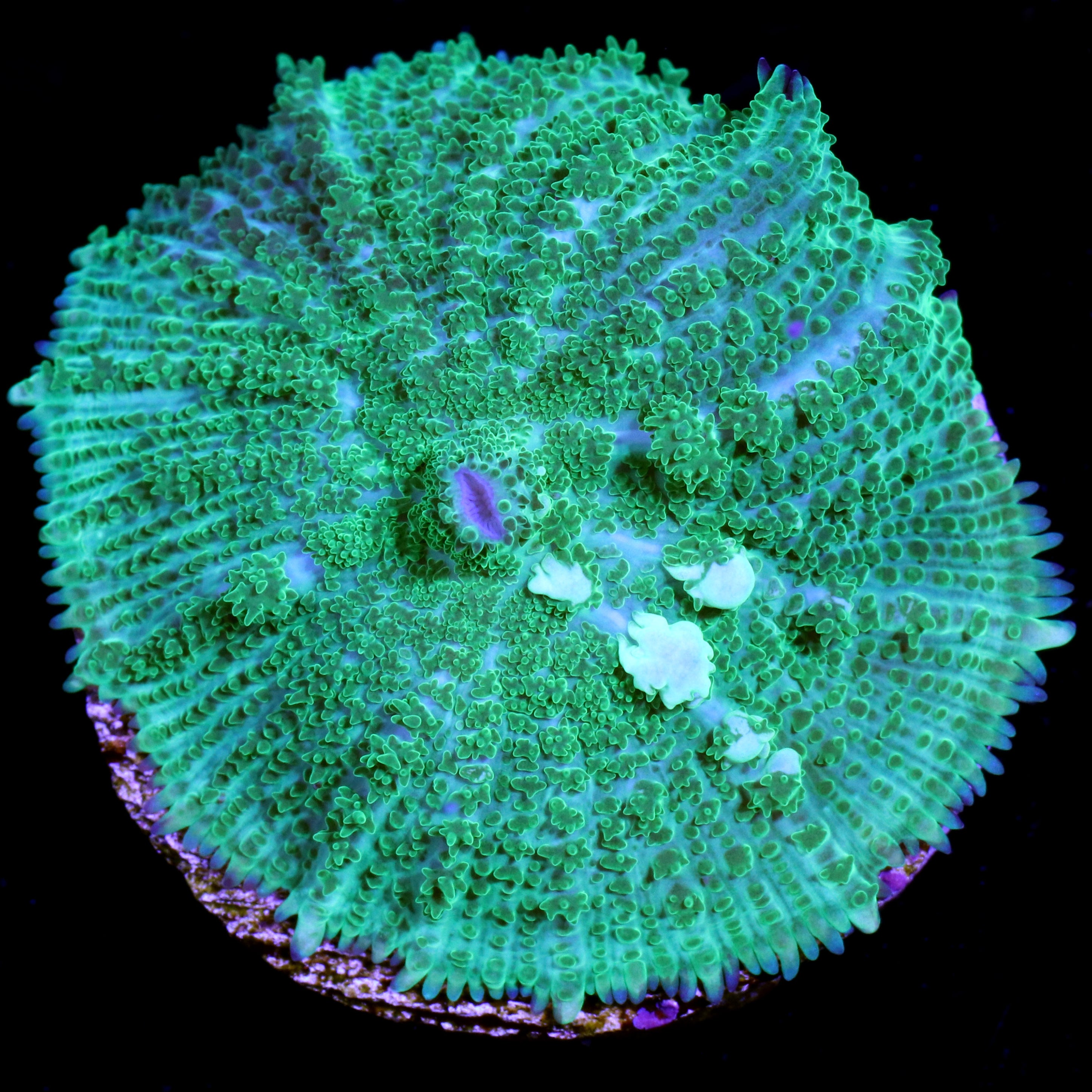 Buy Live Coral for Sale | Rare Coral | Sale Corals | Vivid Aquariums Page 3