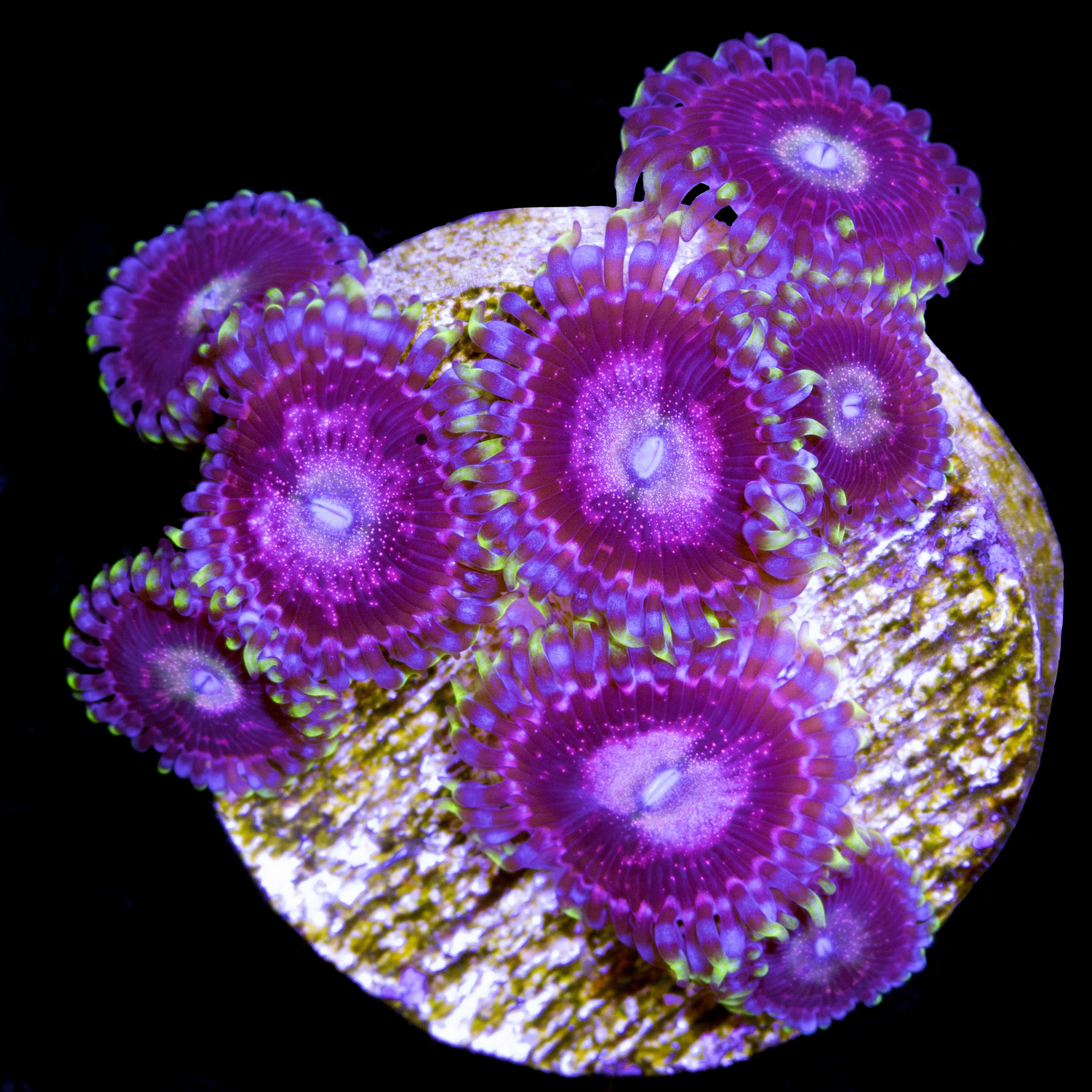 Zoanthids for Sale | Buy Zoanthids | Live Coral | Rare Coral | Coral ...