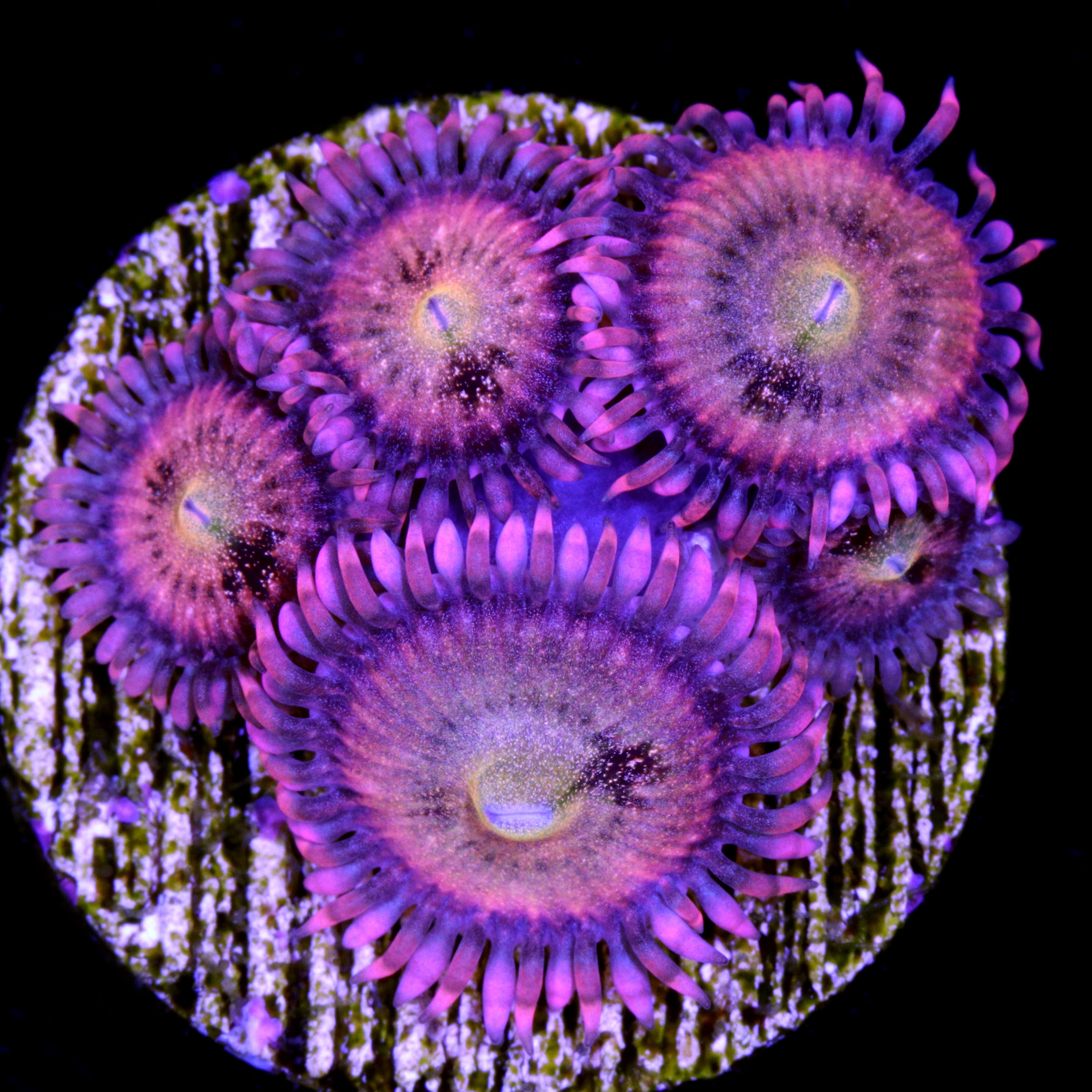 Zoanthids for Sale | Buy Zoanthids | Live Coral | Rare Coral | Coral ...