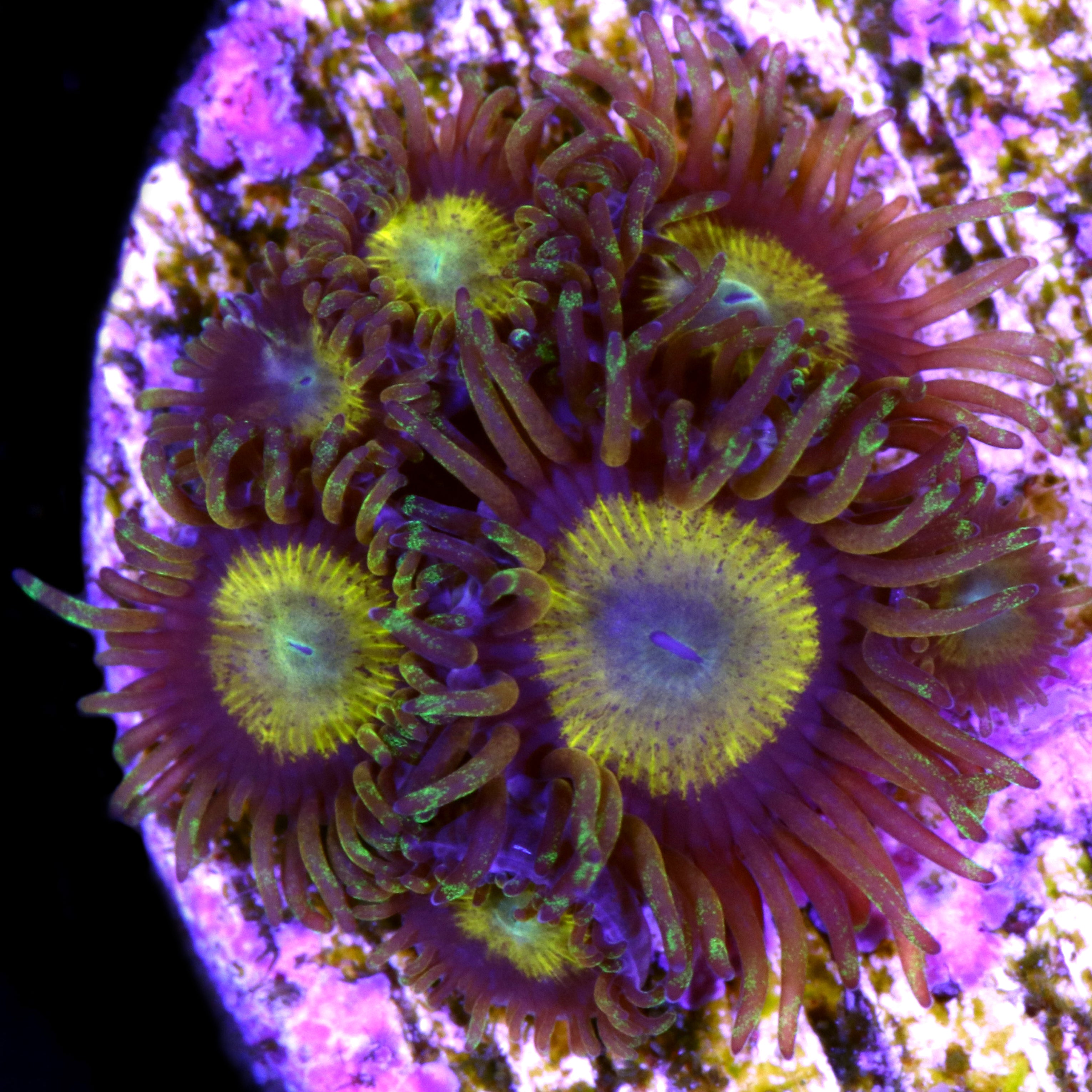 Buy Live Coral for Sale | Rare Coral | Sale Corals | Vivid Aquariums Page 4