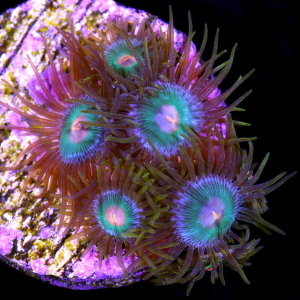 Gatorade Zoanthids Vivid Aquariums