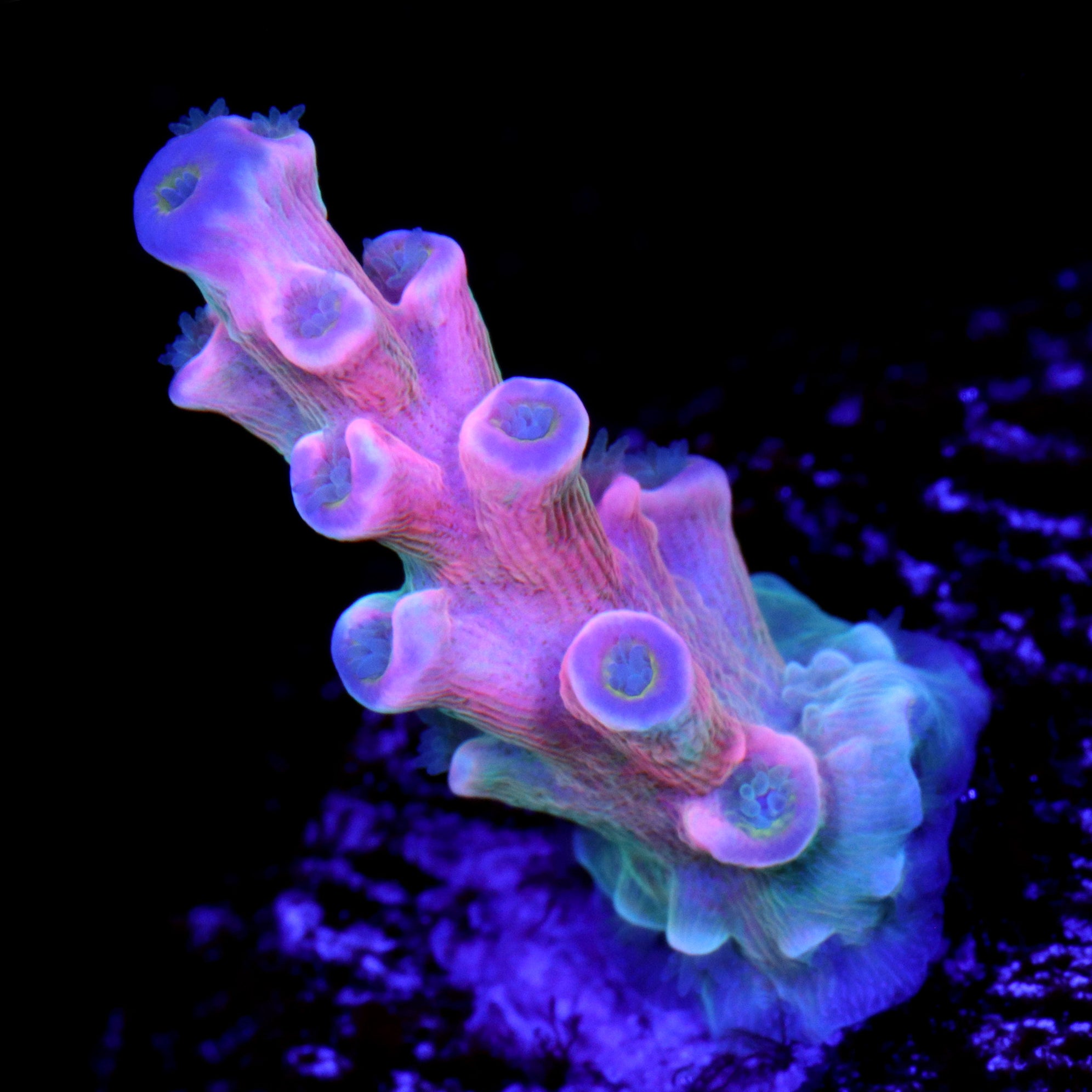 Acropora Coral for Sale | Buy Live Coral for Sale | Rare Coral | Sale ...