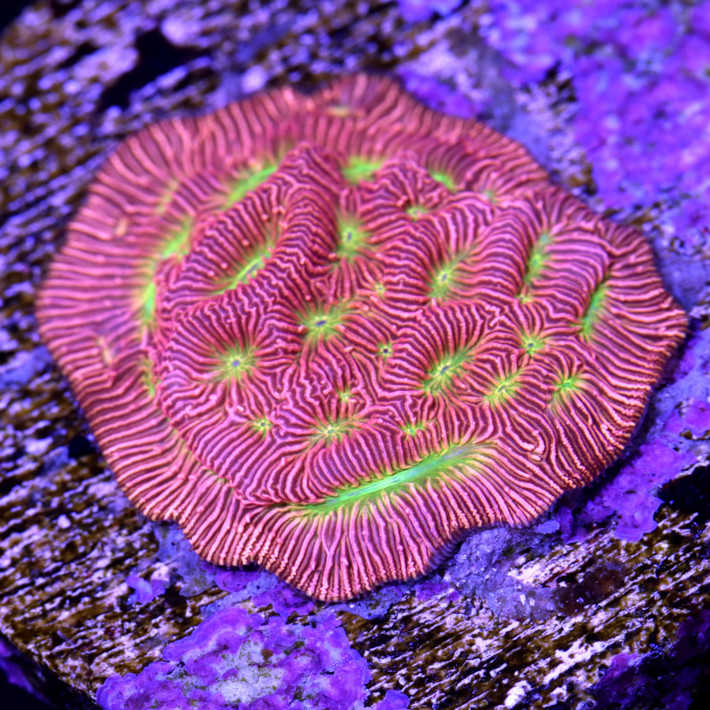 Buy Live Coral for Sale | Rare Coral | Sale Corals | Vivid Aquariums Page 3