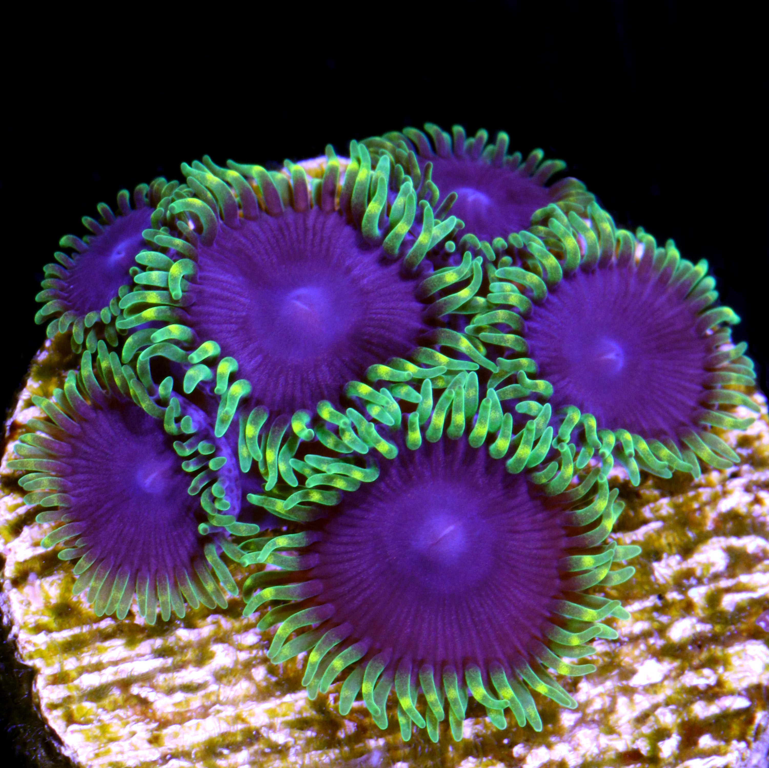 Vivid's Agave Zoanthids Online | Zoanthids for Sale - Vivid Aquariums Vivid's Agave Zoanthids Online | Zoanthids for Sale - Vivid Aquariums