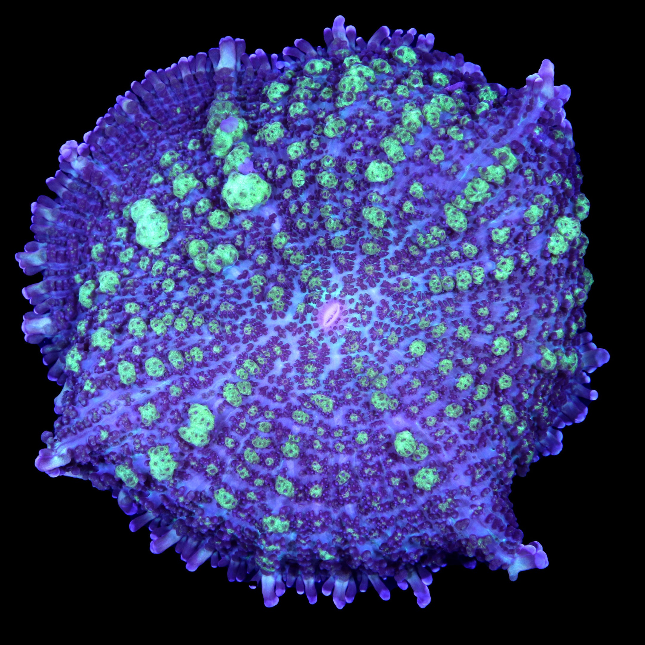 Buy Live Coral for Sale | Rare Coral | Sale Corals | Vivid Aquariums Page 4