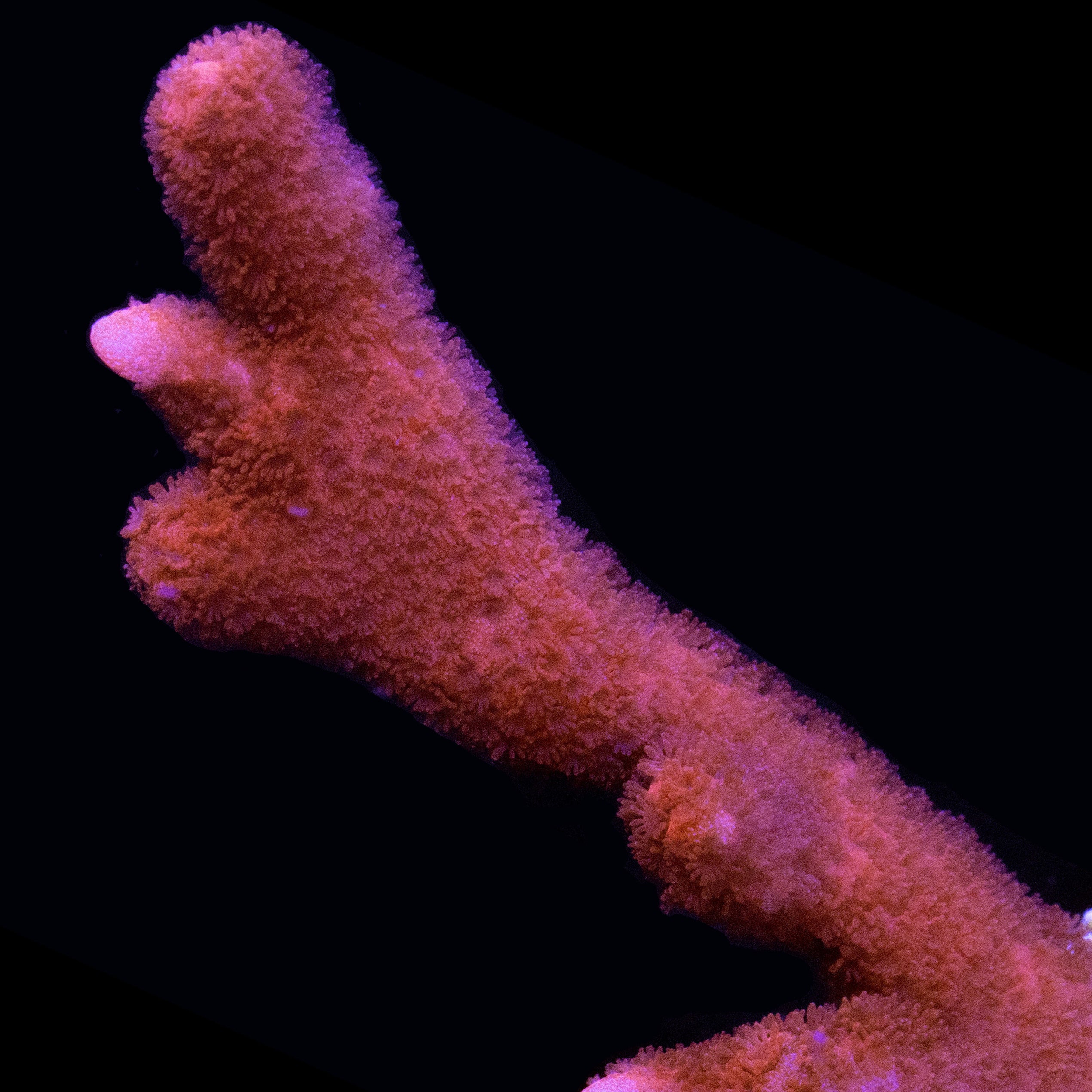 Orange Montipora Digitata Coral | Buy Live Coral for Sale | Vivid Aquariums