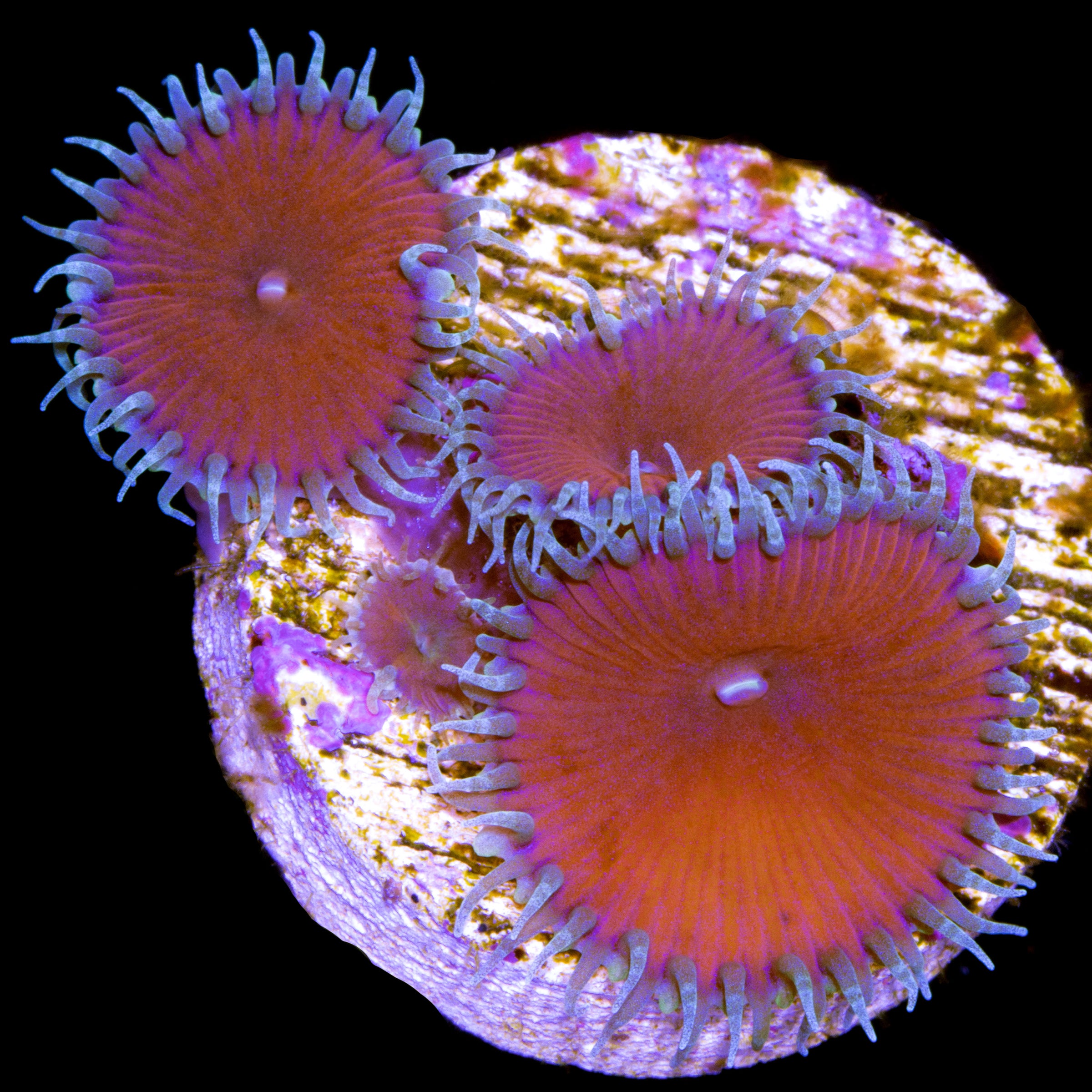 Zoanthids for Sale | Buy Zoanthids | Live Coral | Rare Coral | Coral ...