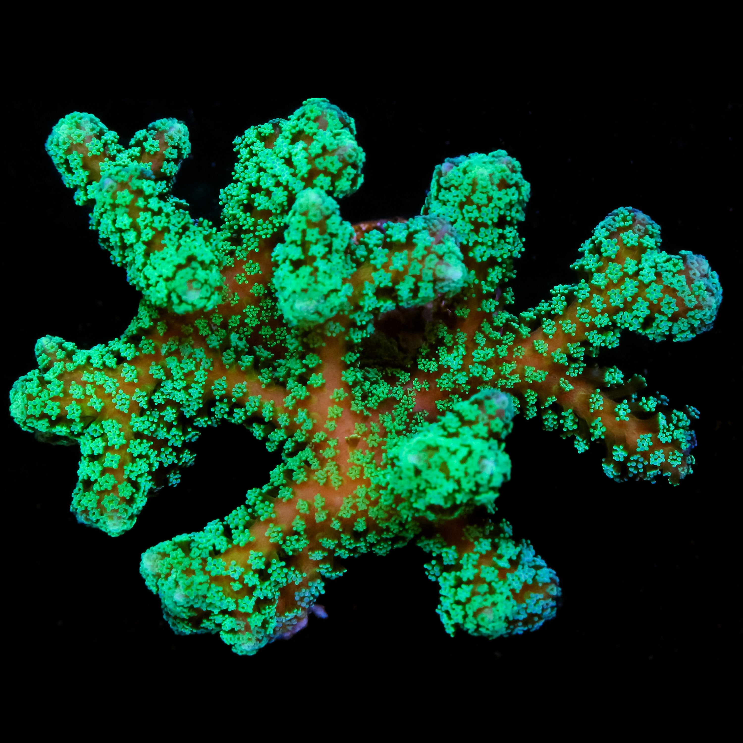 Screaming Green Birdsnest Coral | Buy Live Coral for Sale | Vivid Aquariums