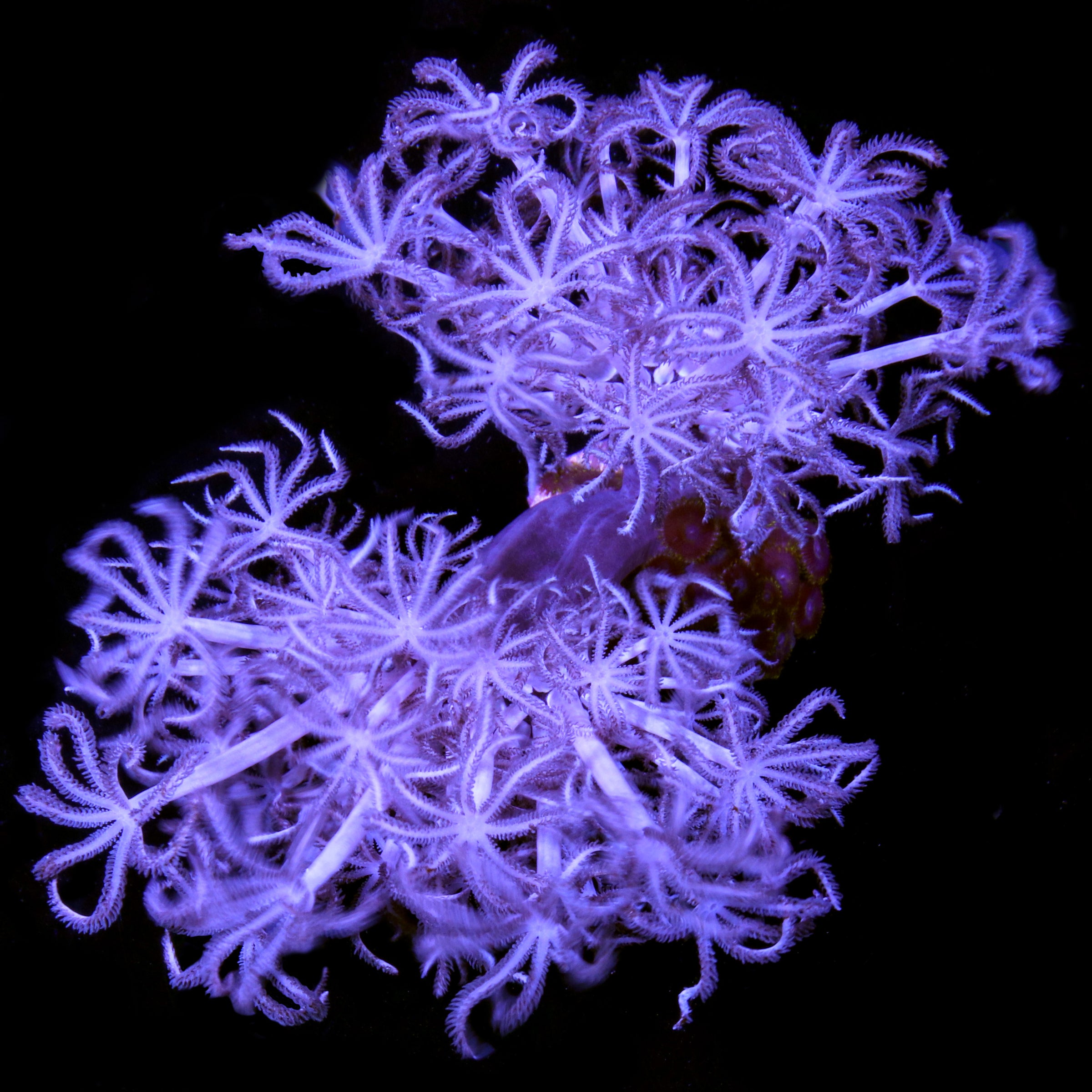 Soft Corals for Sale | Buy Soft Corals | Live Coral | Rare Coral ...