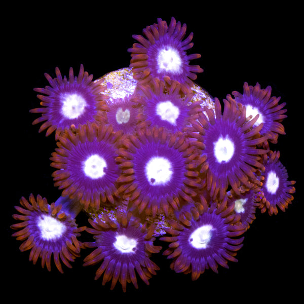 Buy Armor of God Zoanthids Online | Zoanthids for Sale - Vivid Aquariums Buy Armor of God Zoanthids Online | Zoanthids for Sale - Vivid Aquariums