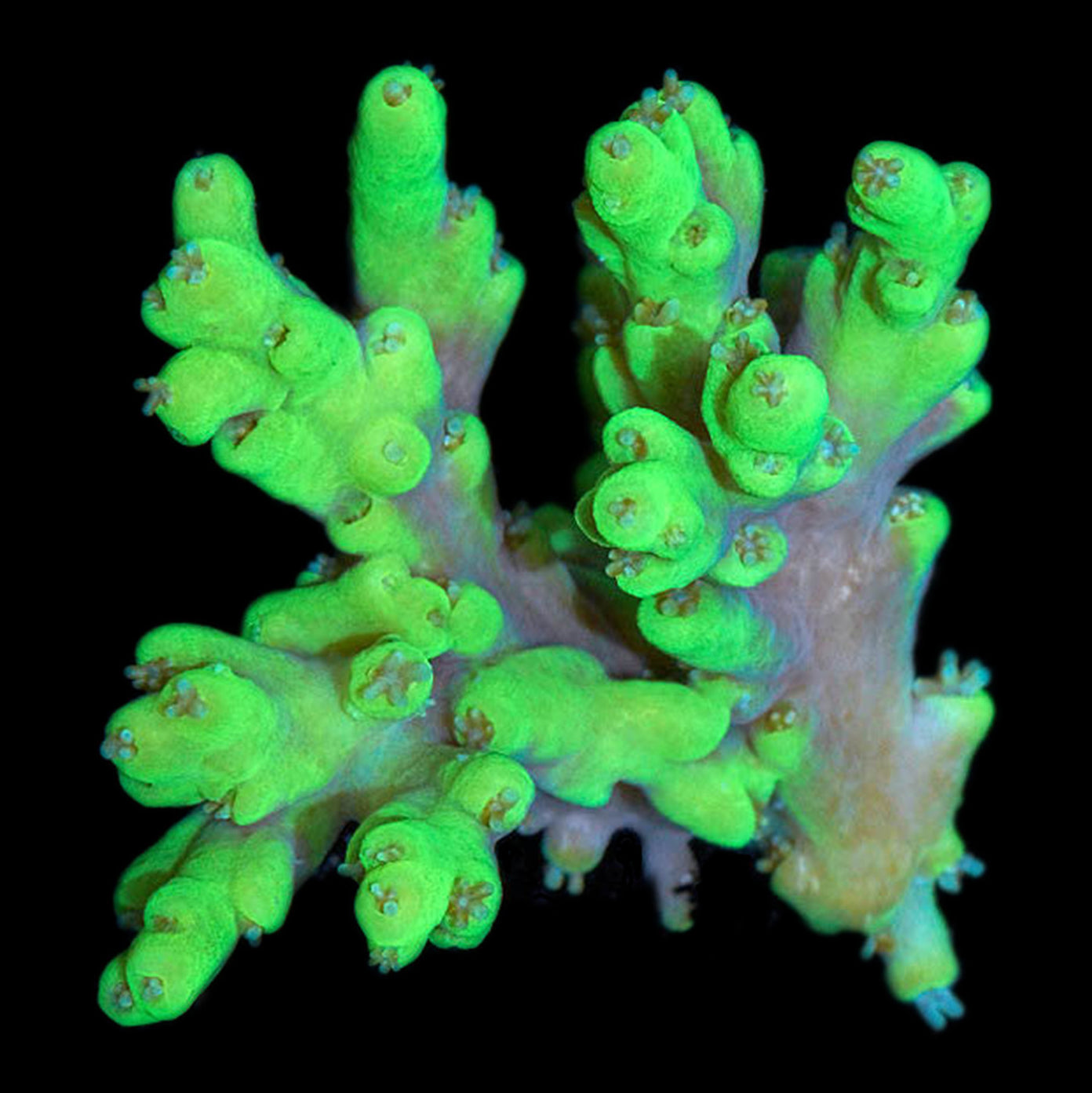 Acropora Coral for Sale | Buy Live Coral for Sale | Rare Coral | Sale ...