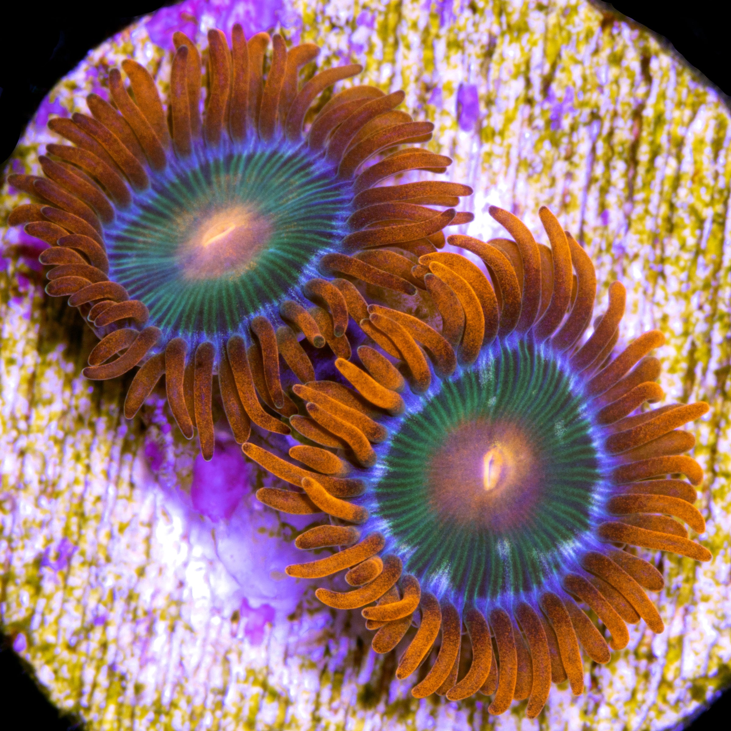 High End Zoas | Zoanthid Colony for Sale - Vivid Aquariums