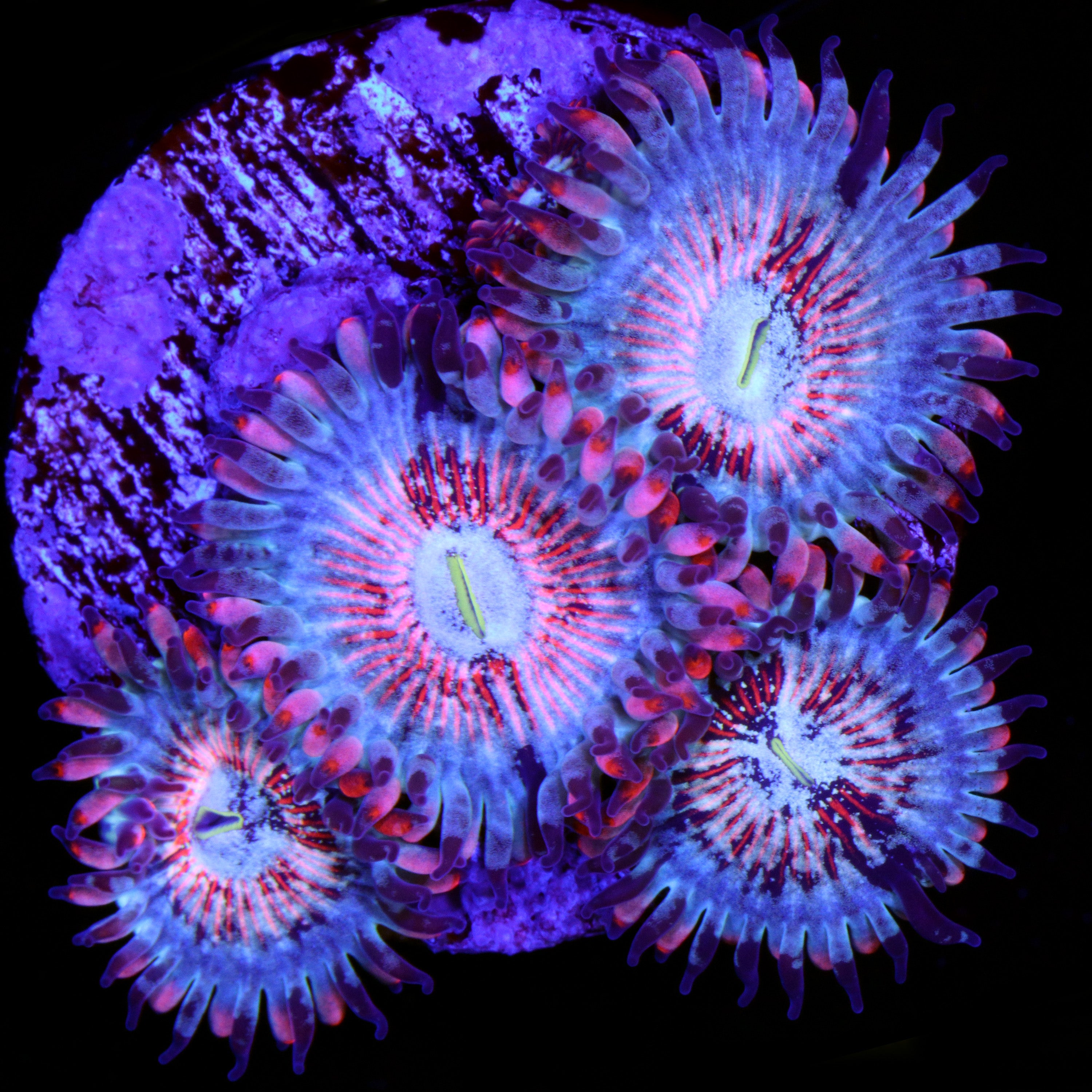 High End Zoas | Zoanthid Colony for Sale - Vivid Aquariums