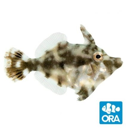 Buy Saltwater Filefish Online | Live fish for Sale - Vivid Aquariums